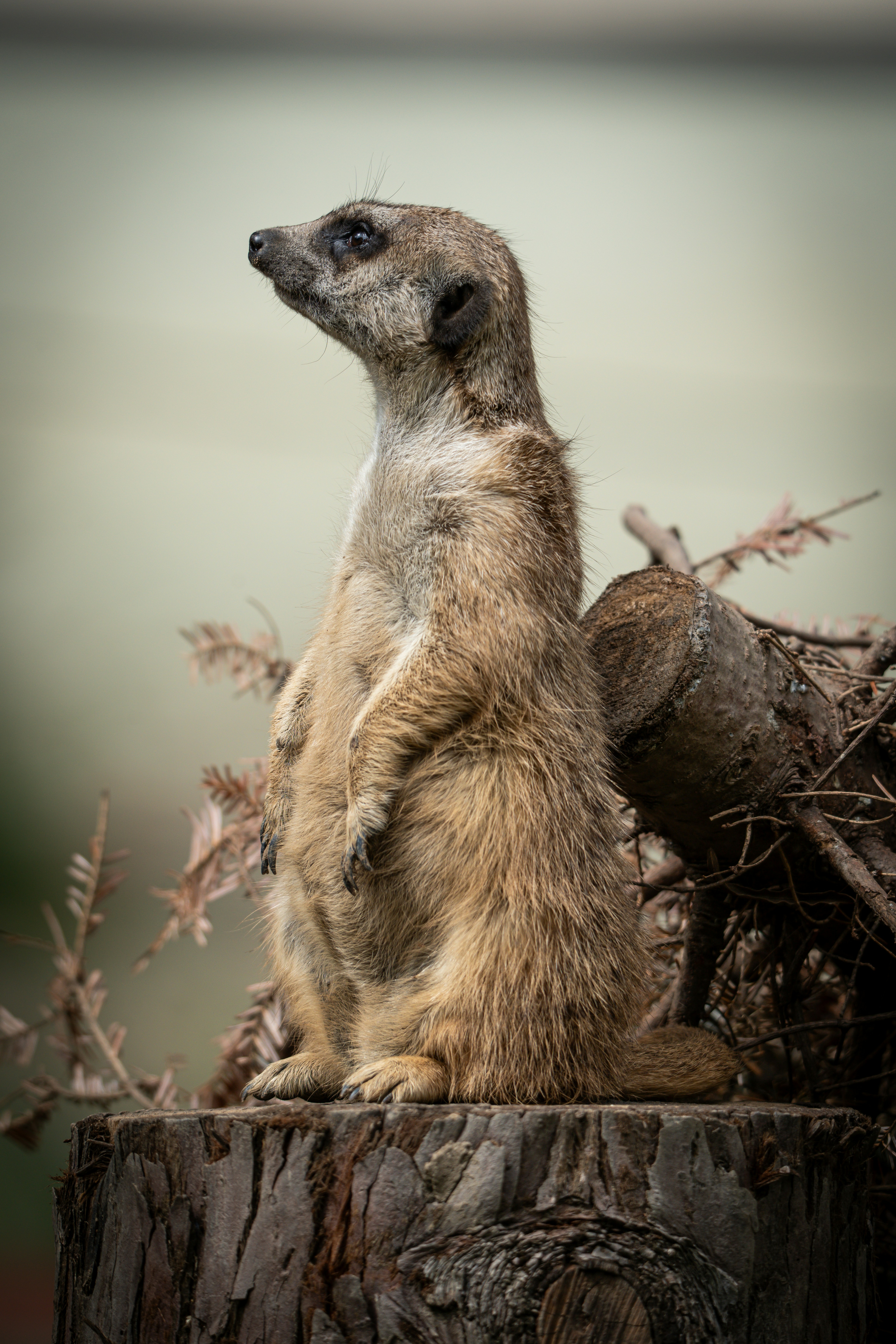 Meerkat sentinel on a weathered stump