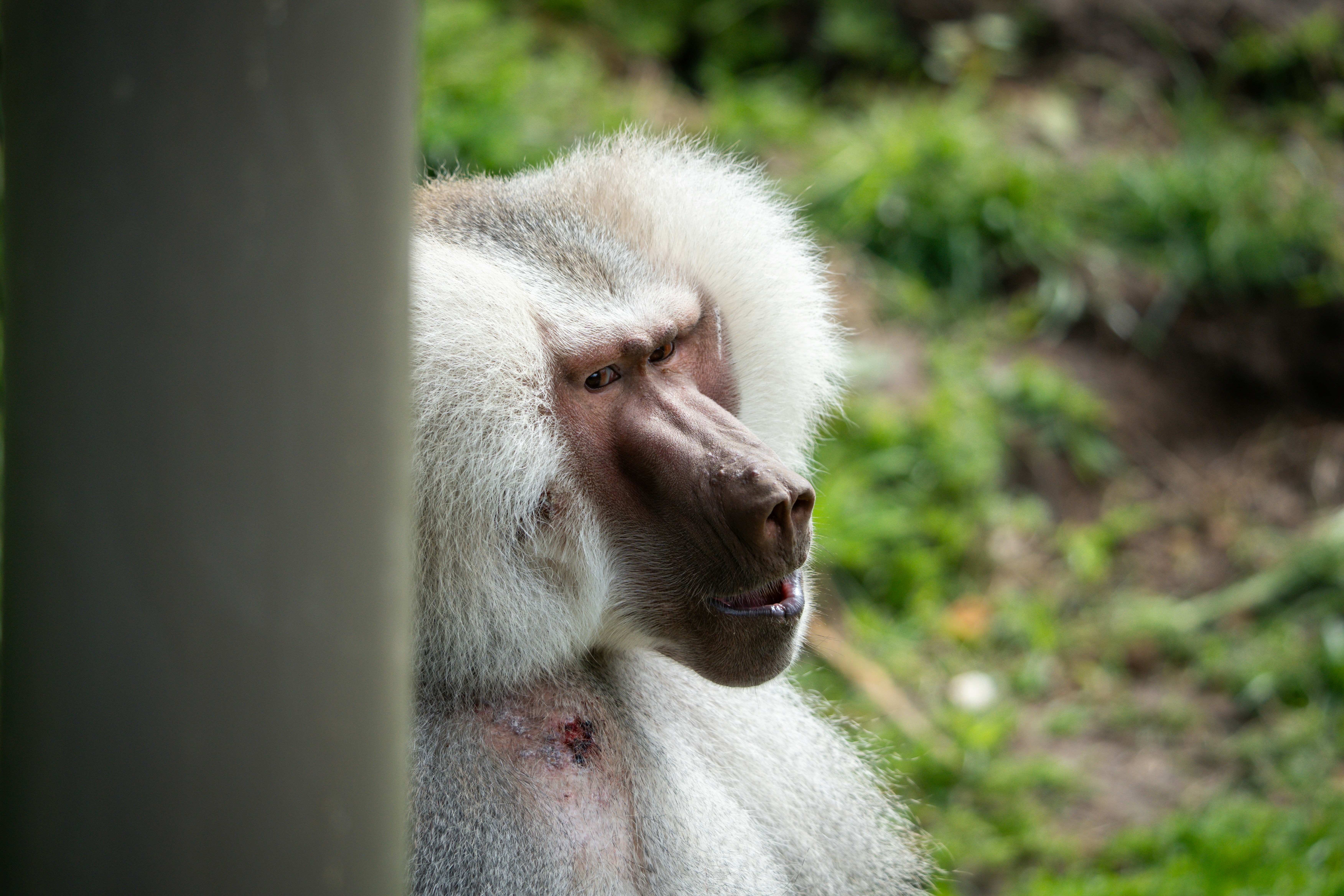 Partial Portrait of a Gelada Simian in Dappled Habitat