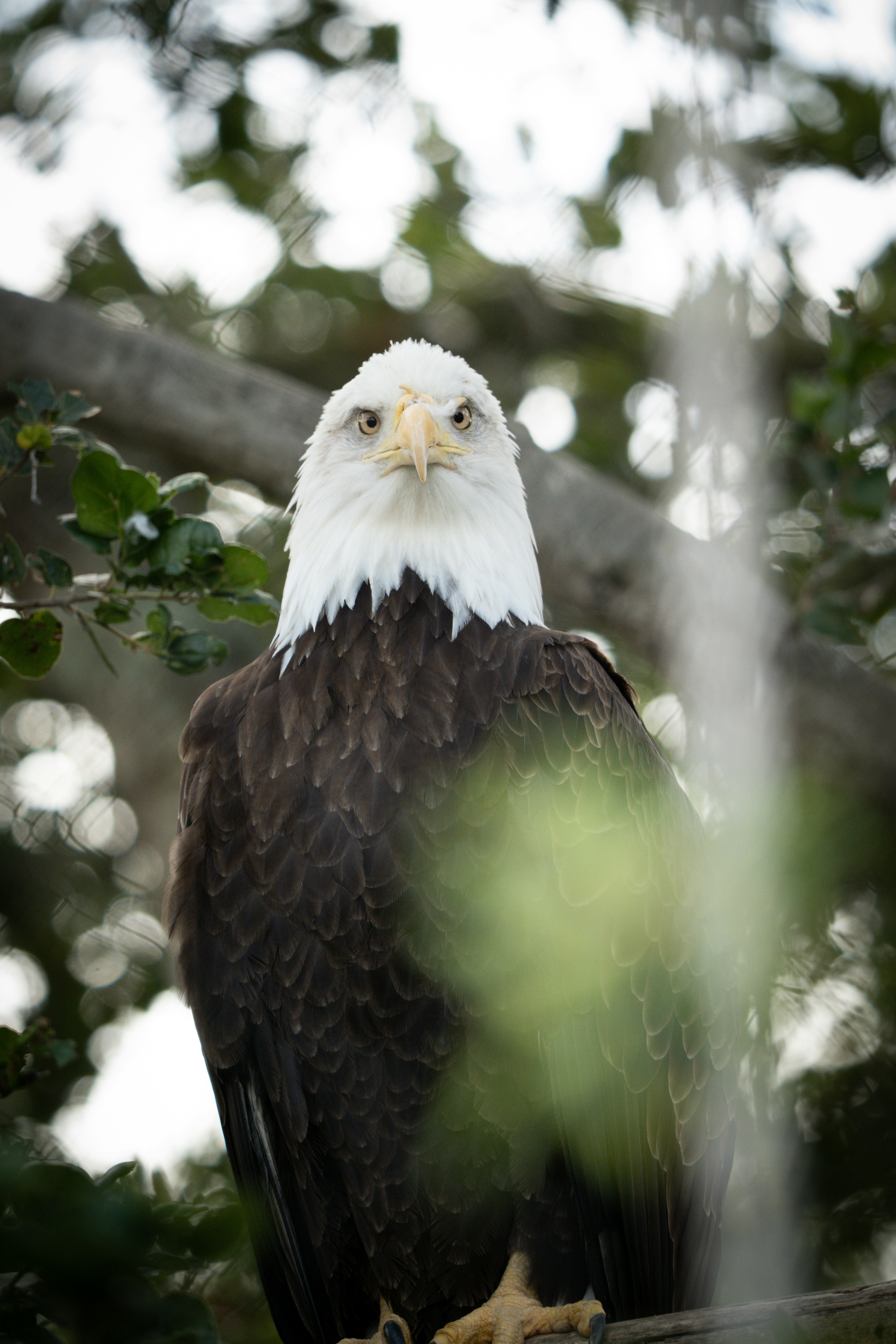 Regal Stare: A Bald Eagle Survives the Lush Canopy