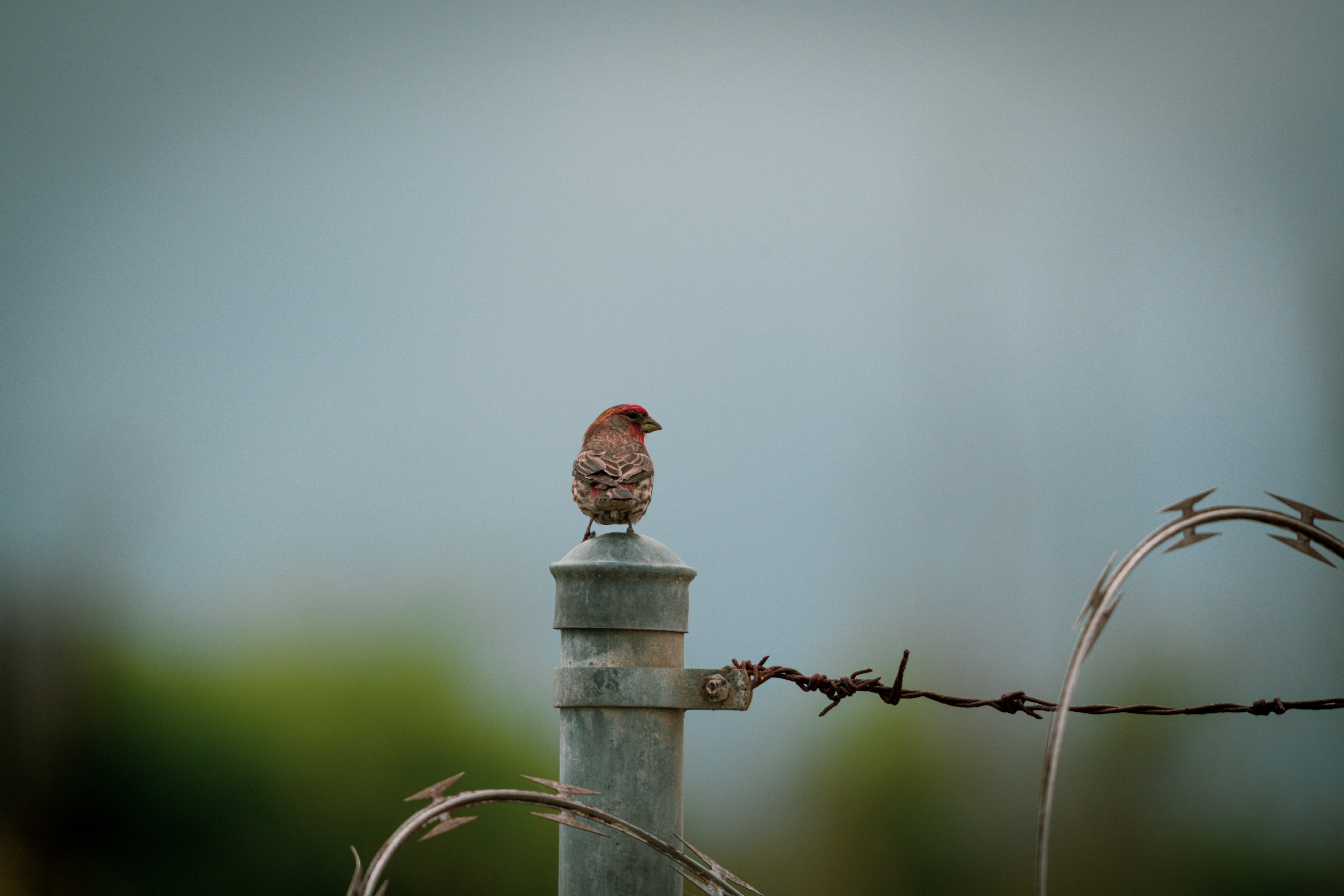 Perched on a Weathered Post, a Small Bird Watches Over Barbed Umbra