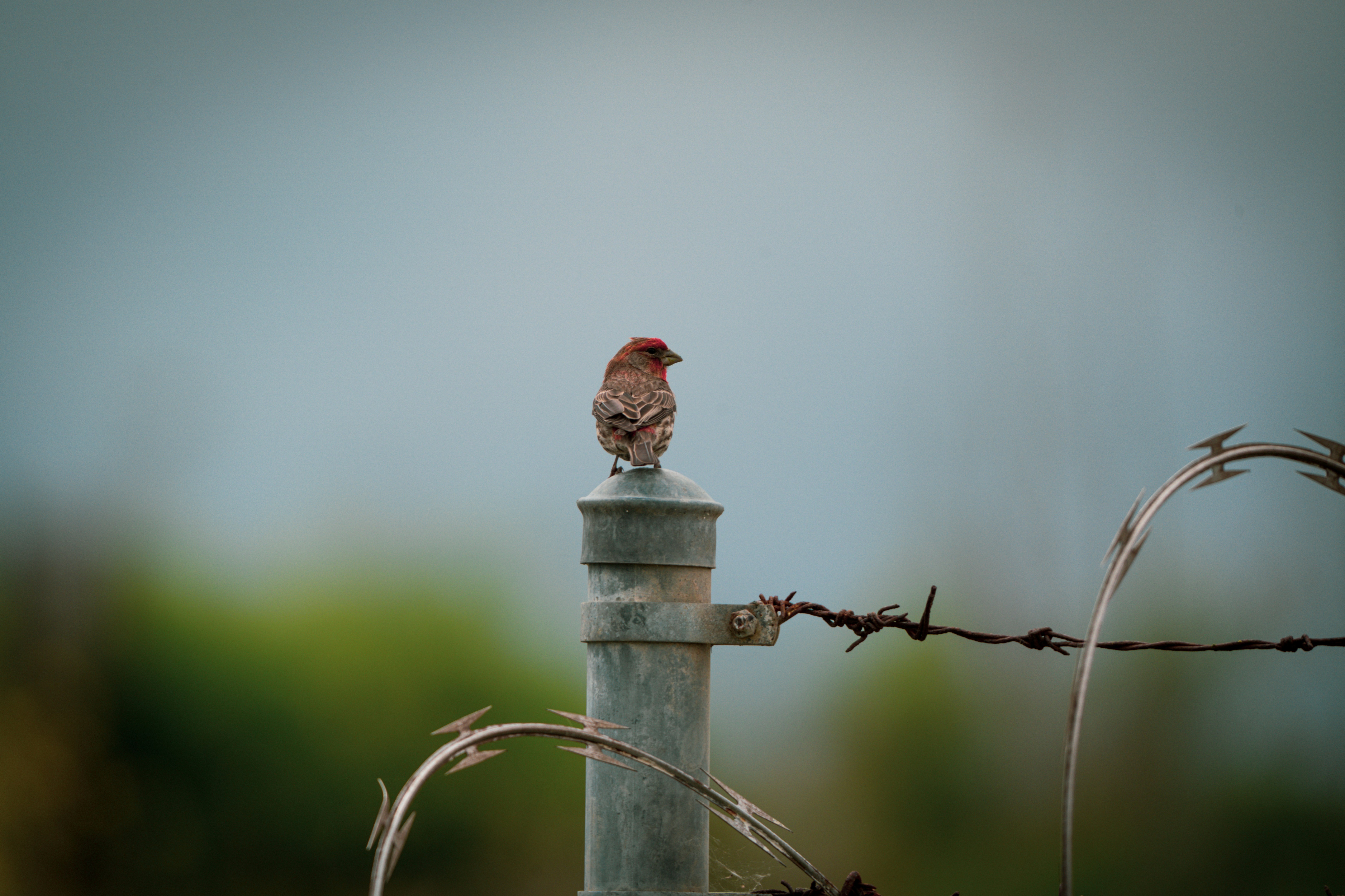 Perched on a Weathered Post: A Quiet Sparrow on Barbed Lines