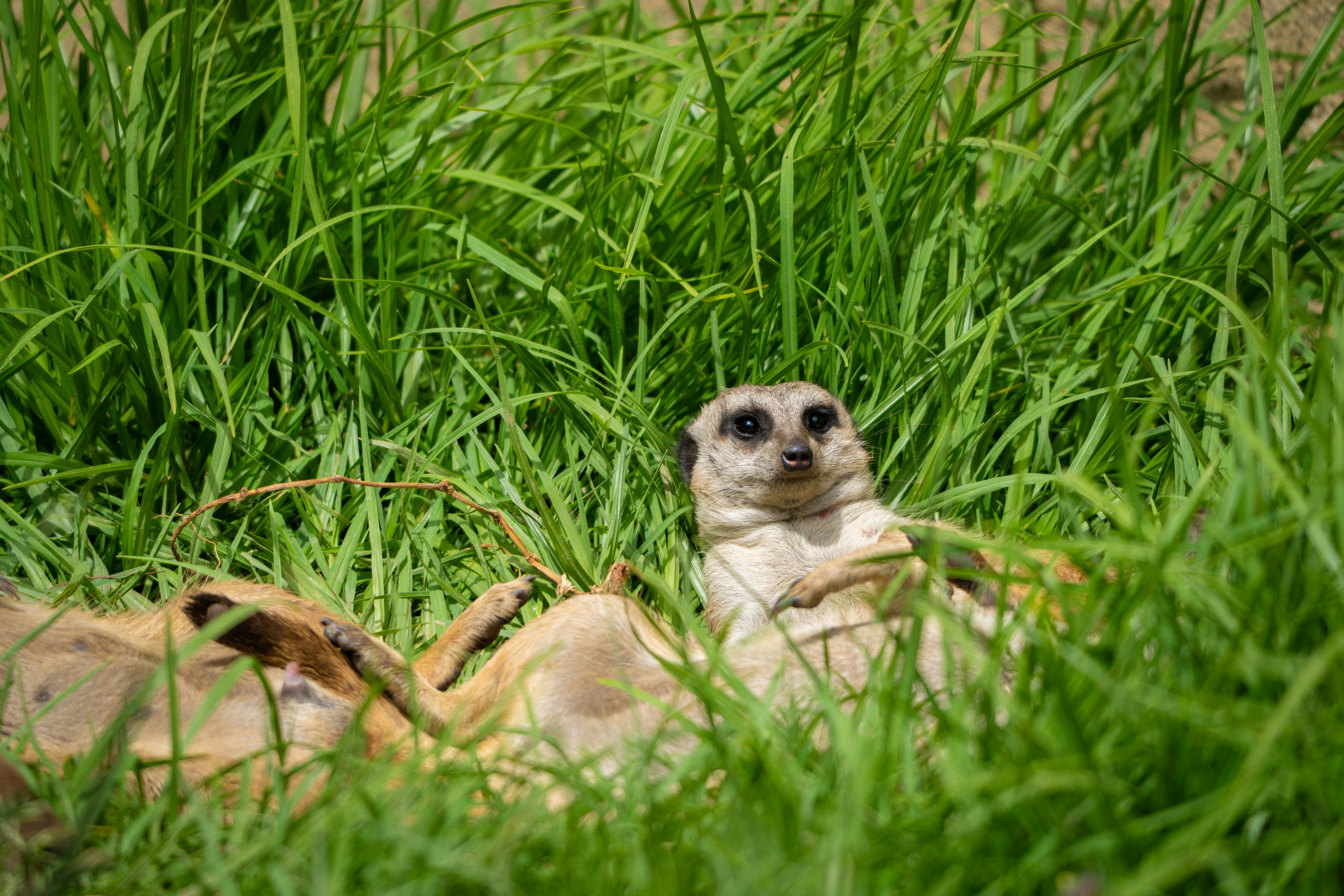 Meerkat Watch in Tall Grass