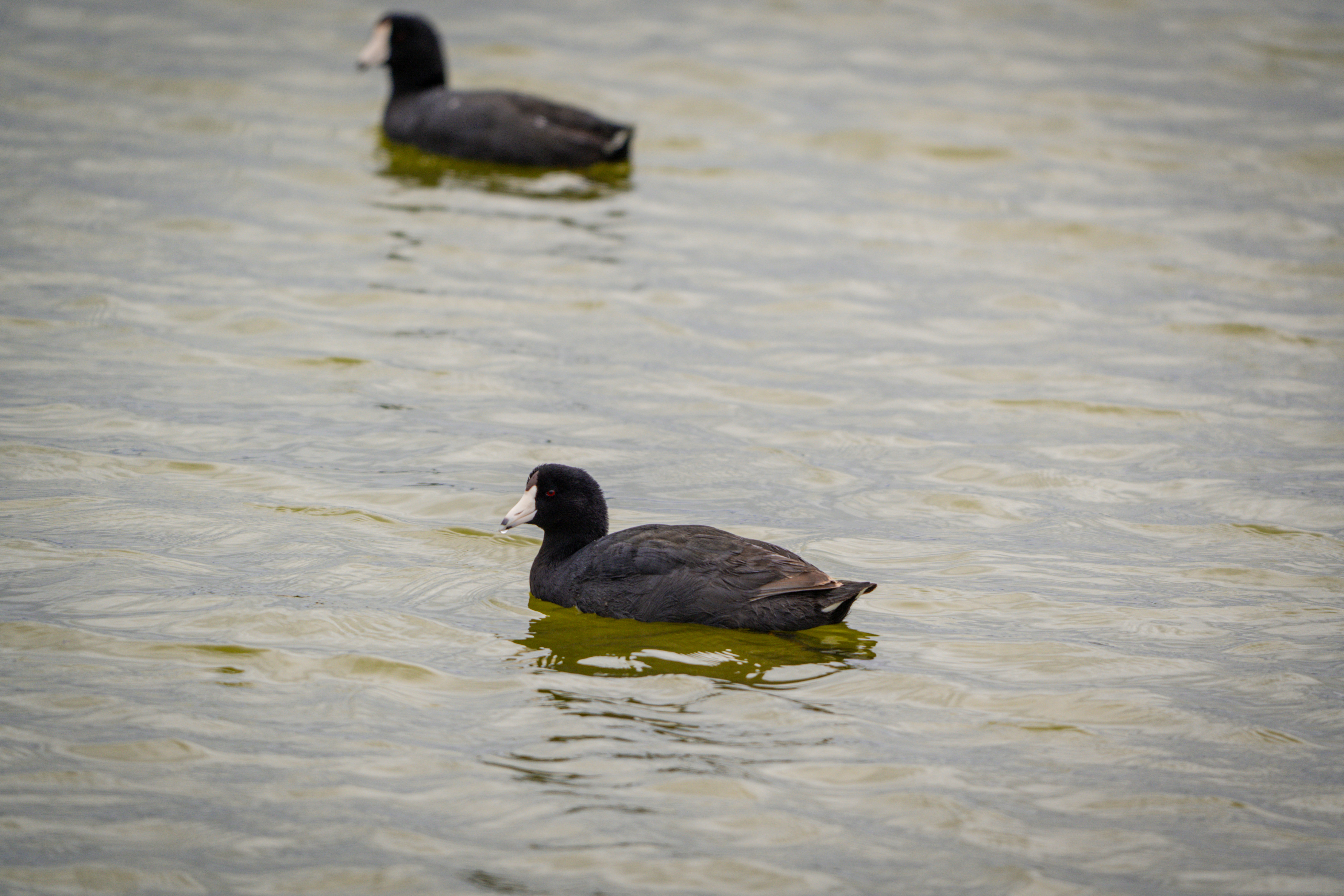 Centered duo: low-contrast waterfowl drift in a muted pond