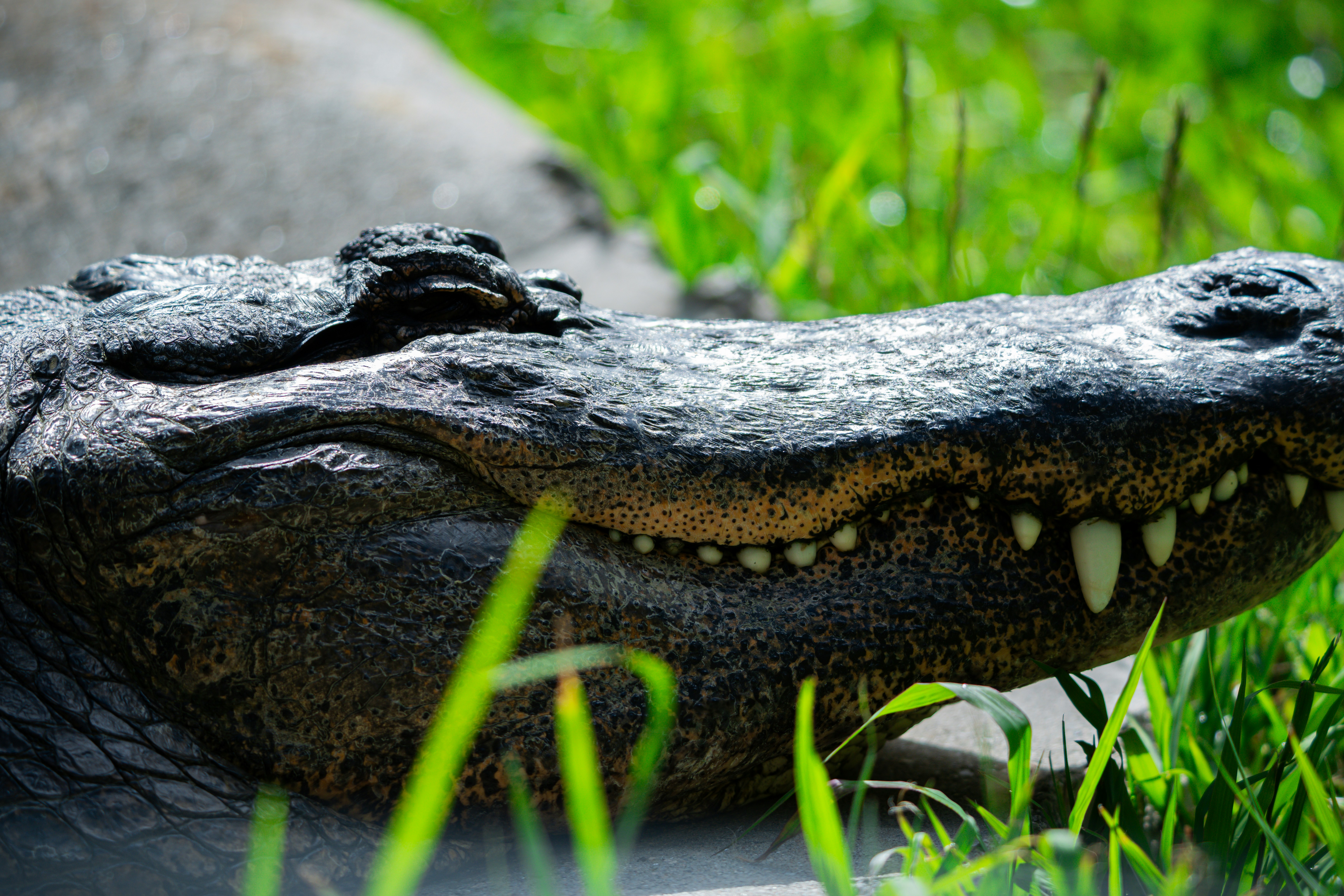 Resting Apex: Crocodile Snout in Morning Grass