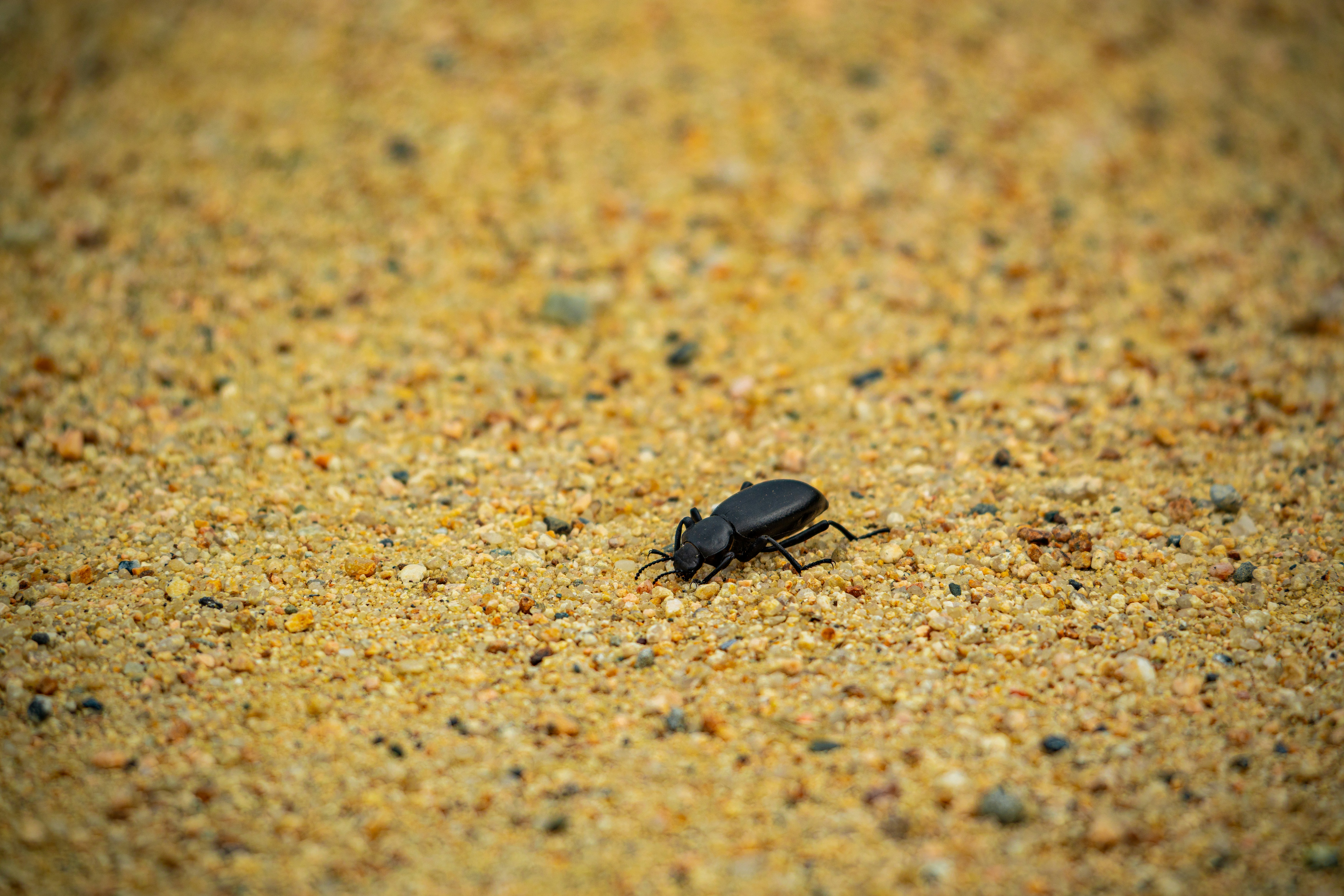 Mid-Sand Wanderer: A Small Beetle Across a Golden Beach