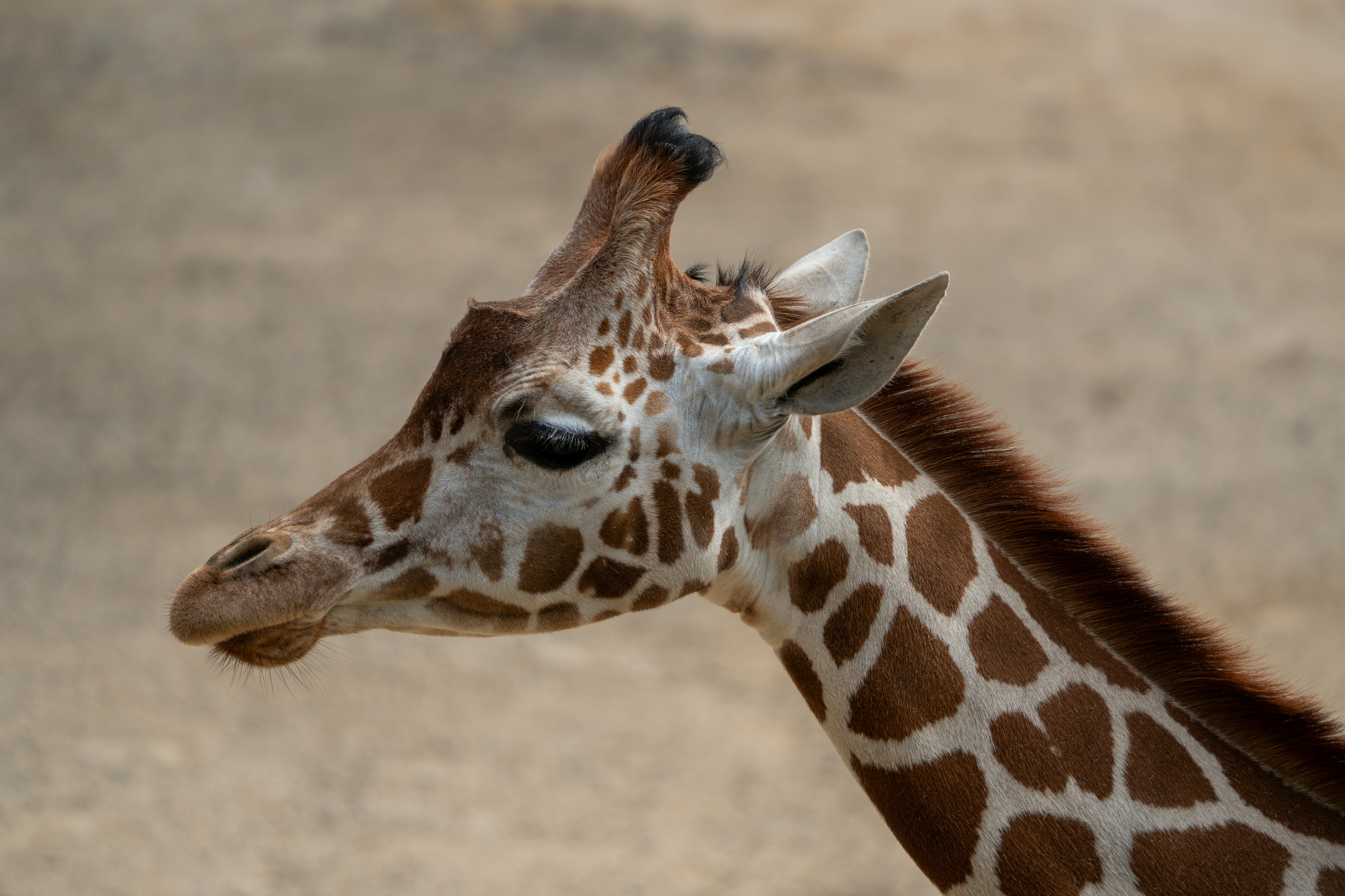 Giraffe in Profile: A Quiet Moment Along the Serengeti Plain