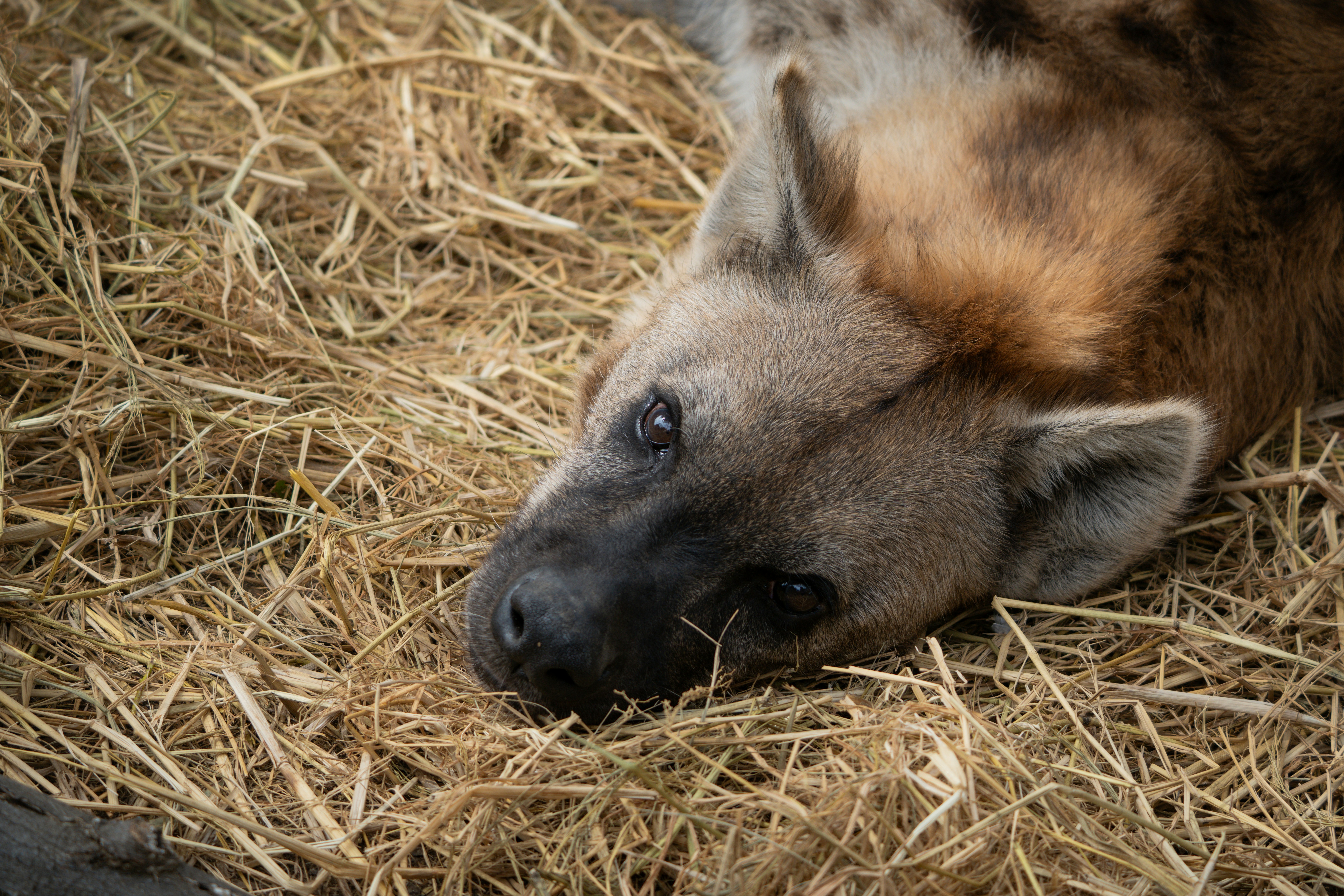 Resting Hyena in Straw Field: Quiet Contemplation at Dusk