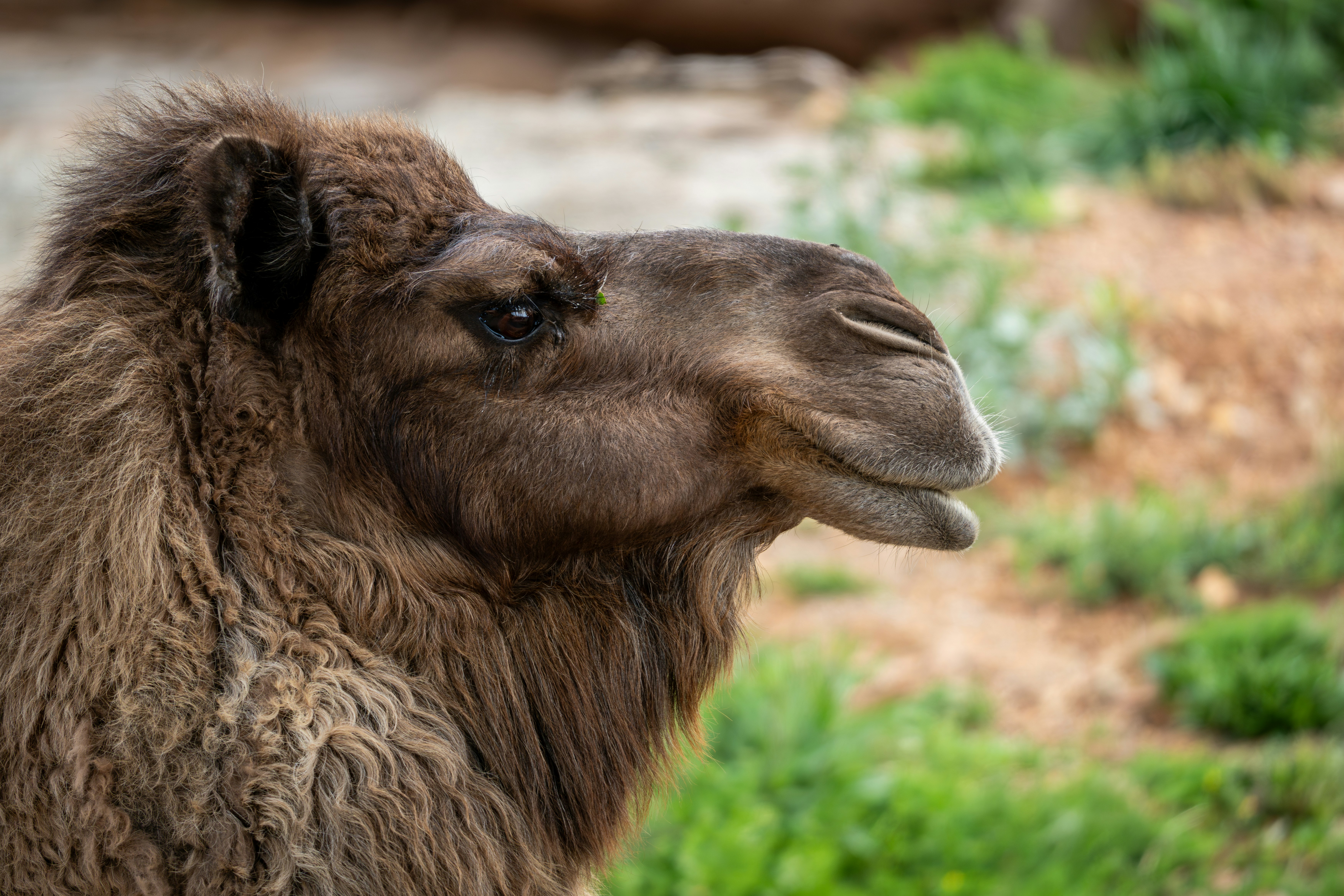 Close-Up of a Camel’s Expressive Head in a Desert Environment