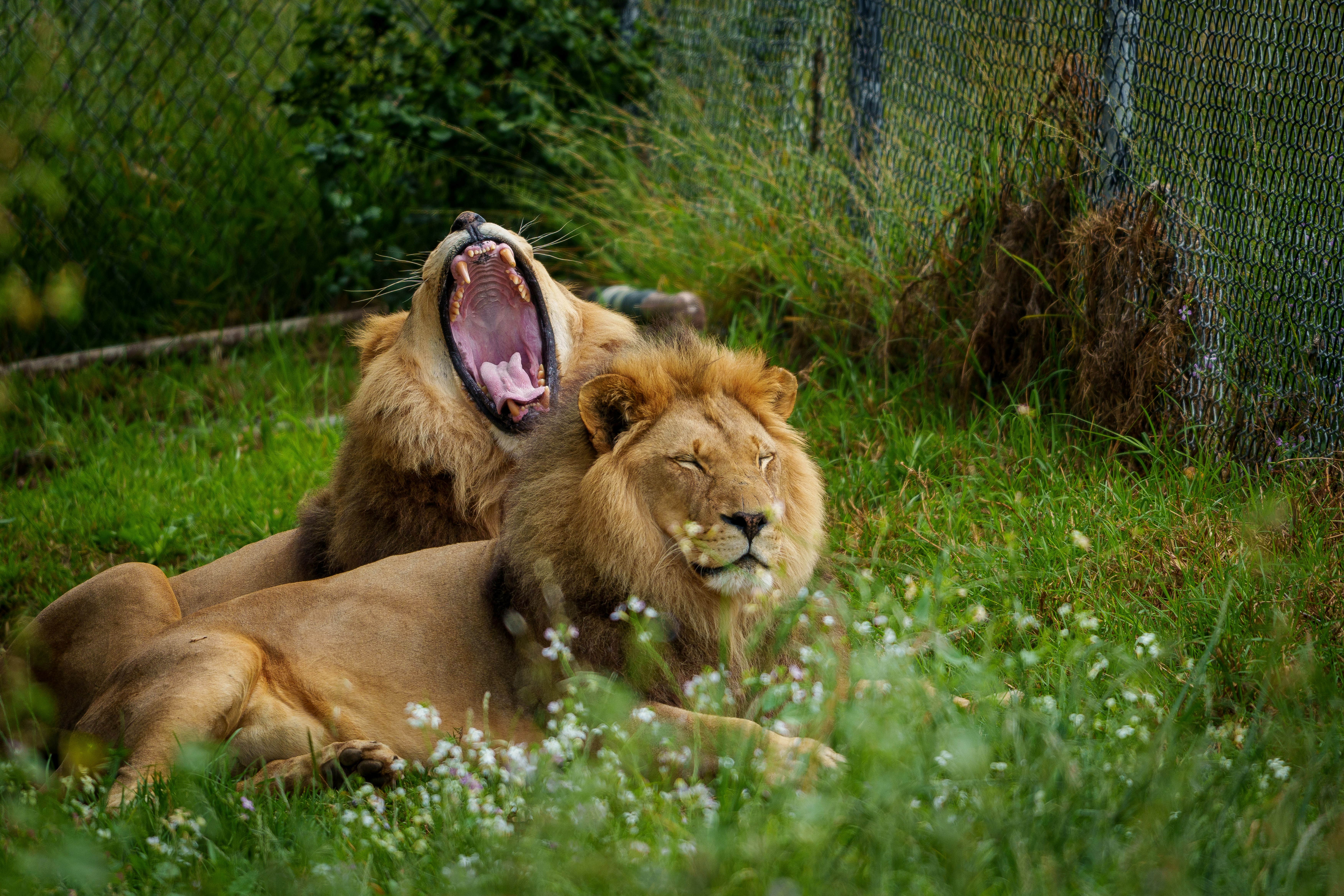 Yawning Regal: A Pair of Lions Resting in a Sunlit Clearing