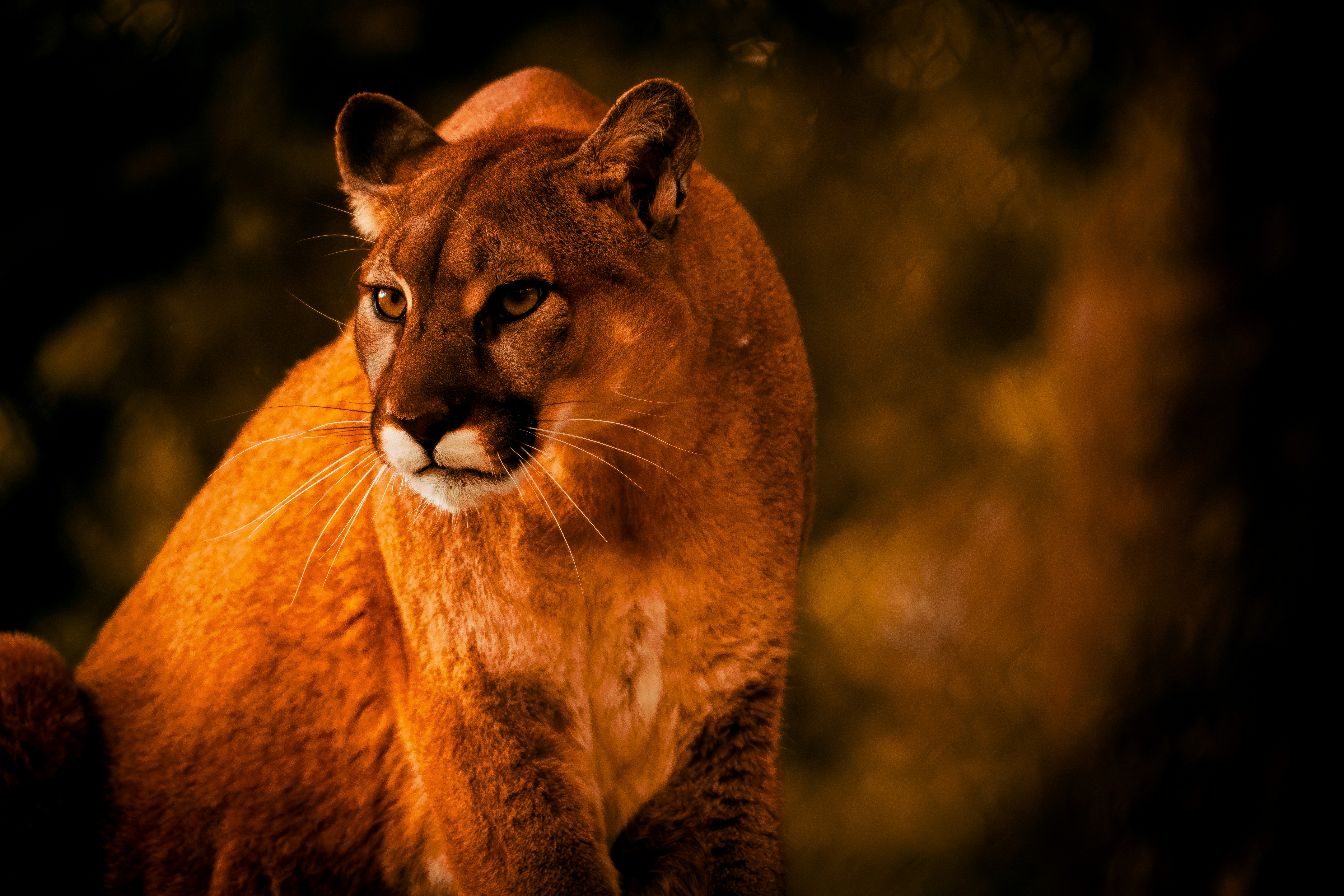 Amber-lit Cougar: Stately Gaze in Evening Brush