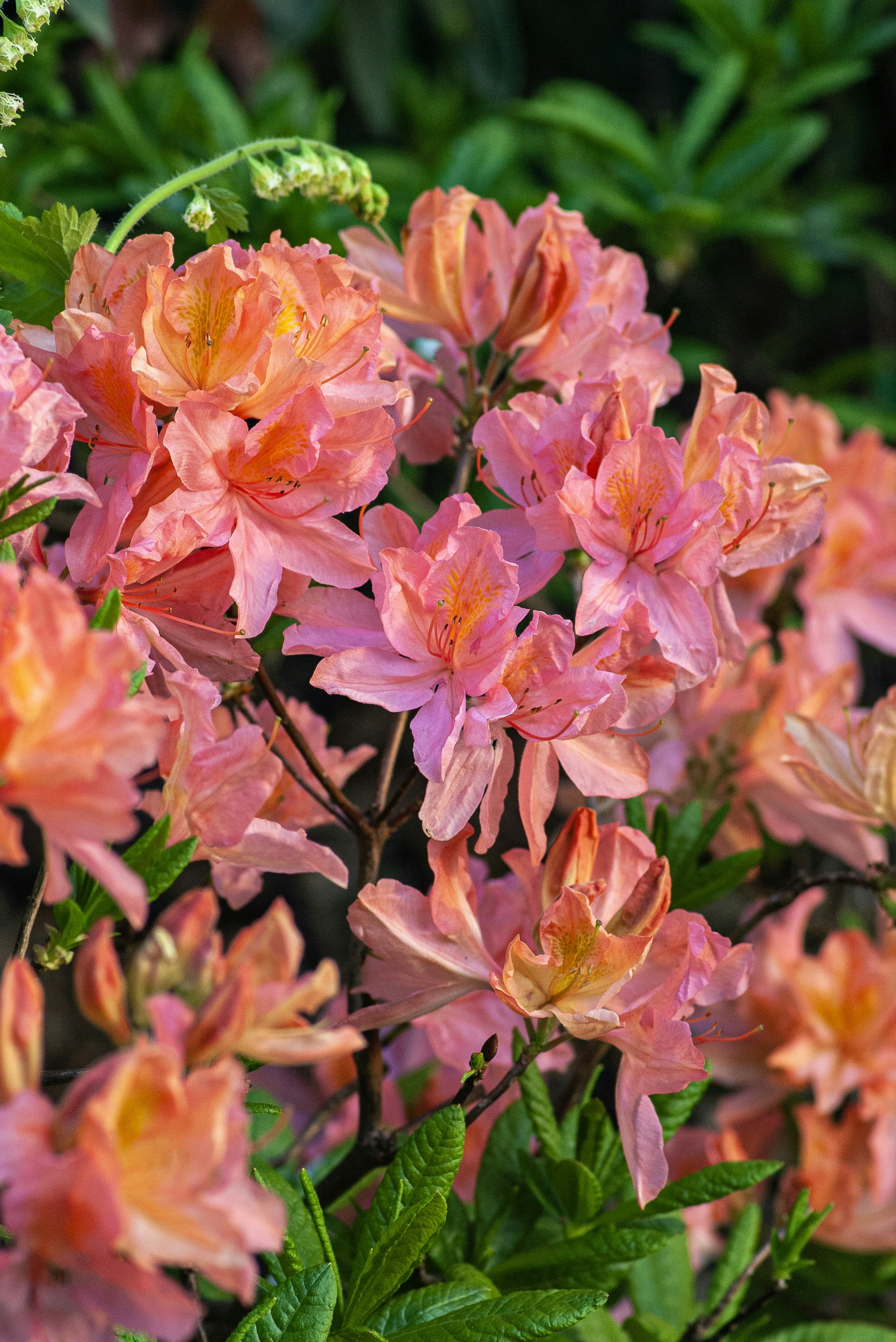 Peach-Petal Bloom: A Cluster of Coral Azaleas in Spring Light