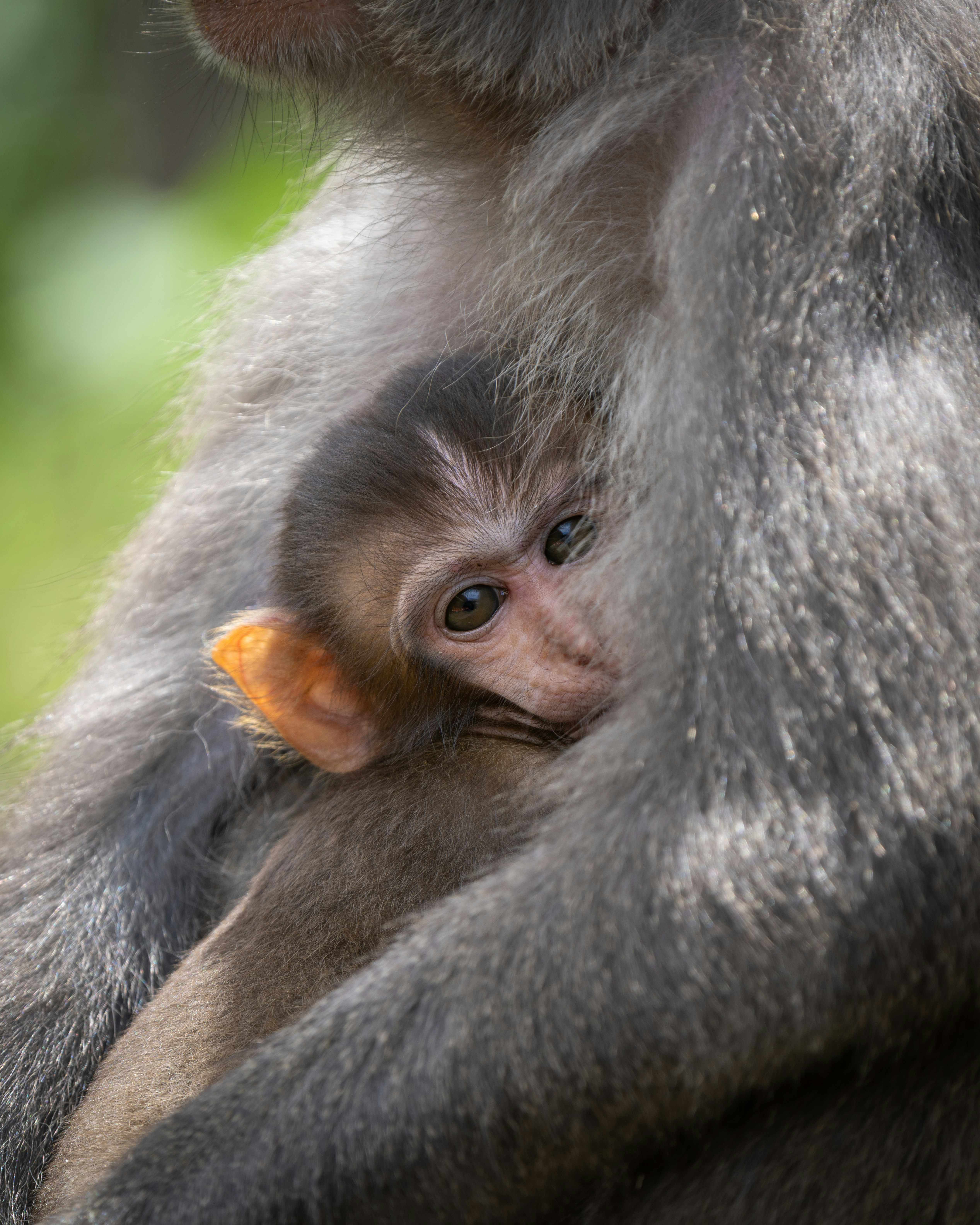 Nurtured gaze: baby monkey tucked in the protective hug