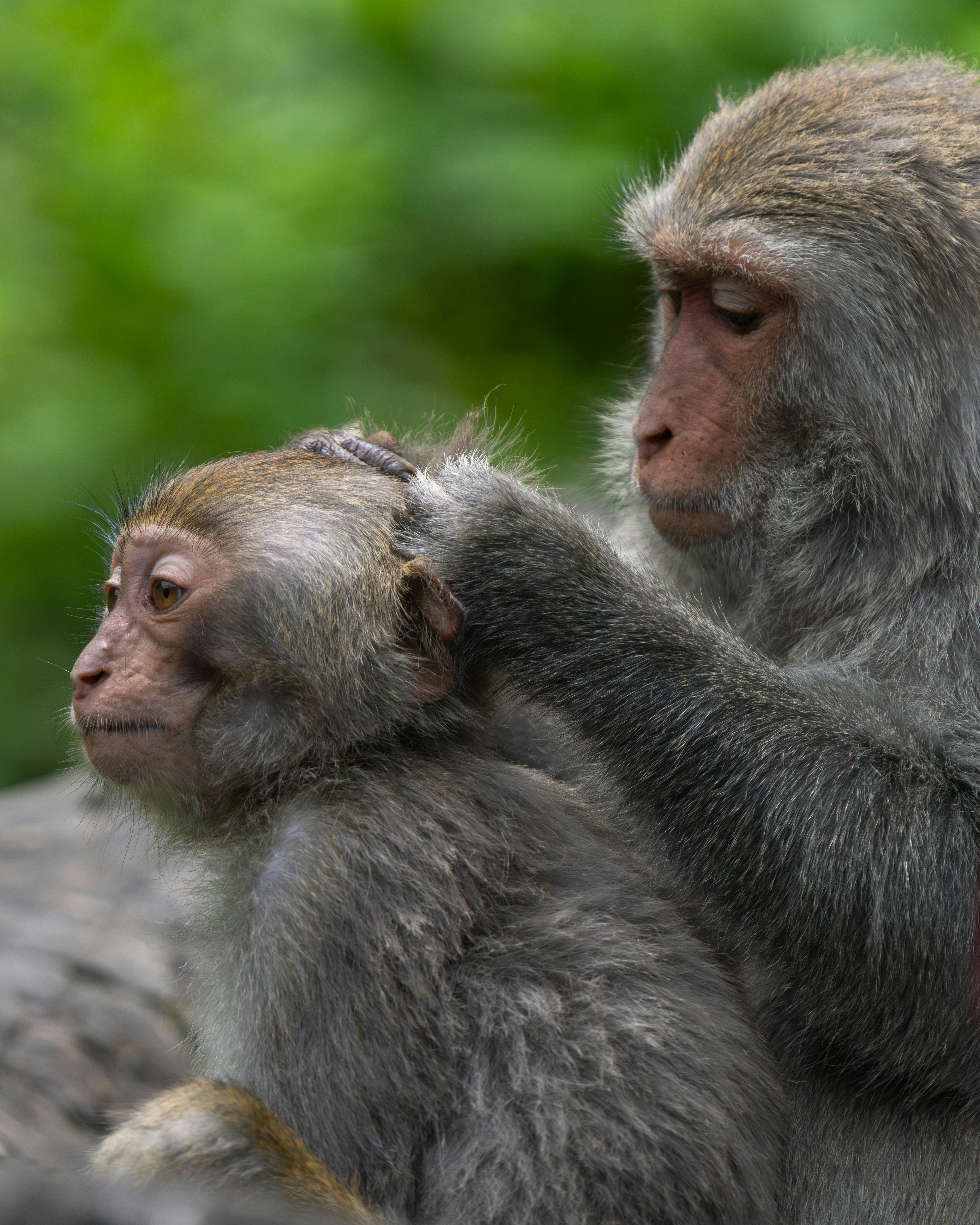 Gentle Grooming Moment Between Two Vervet-like Primates