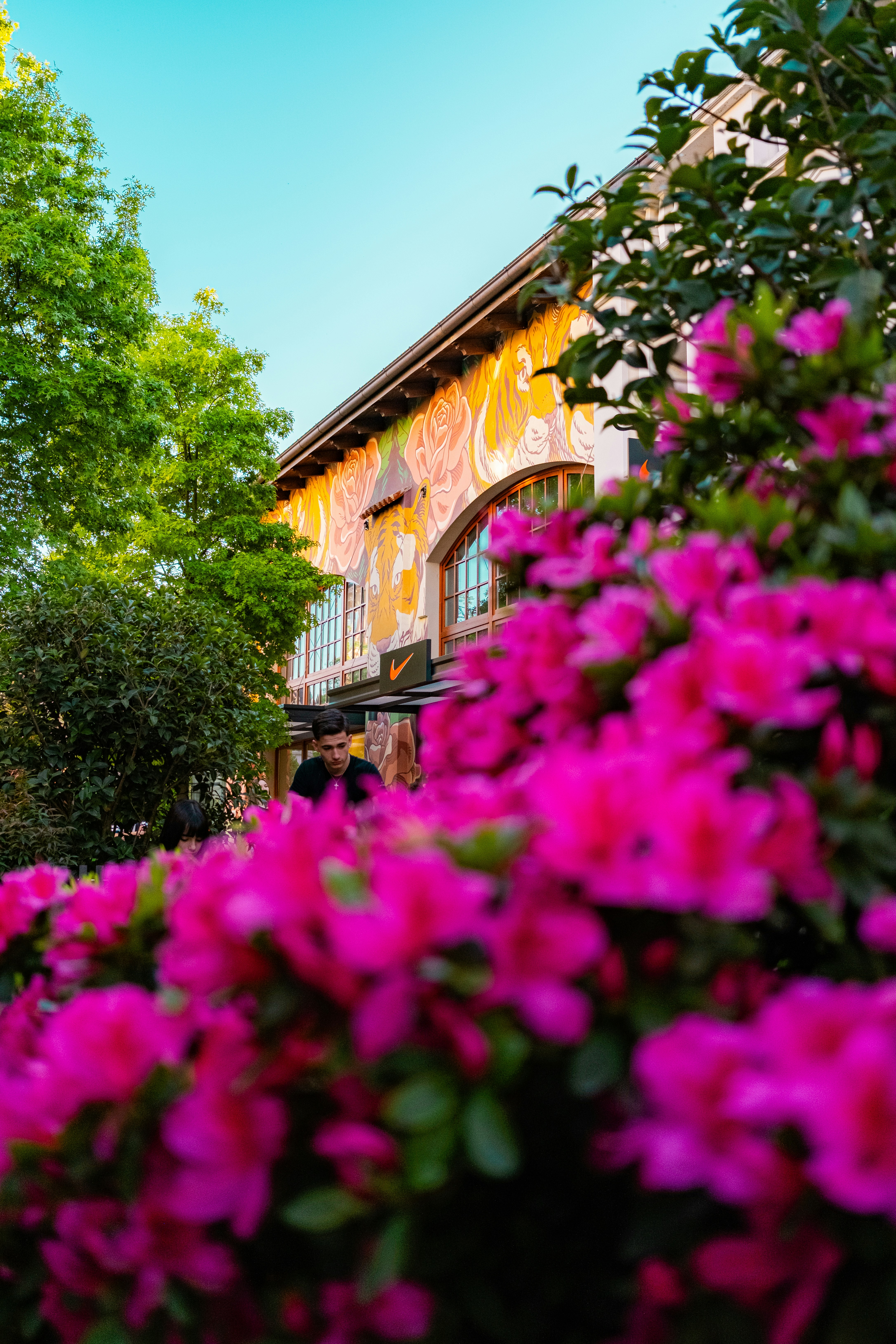 Bougainvillea Corridor: Sunlit Café Frieze Framing a City Corner