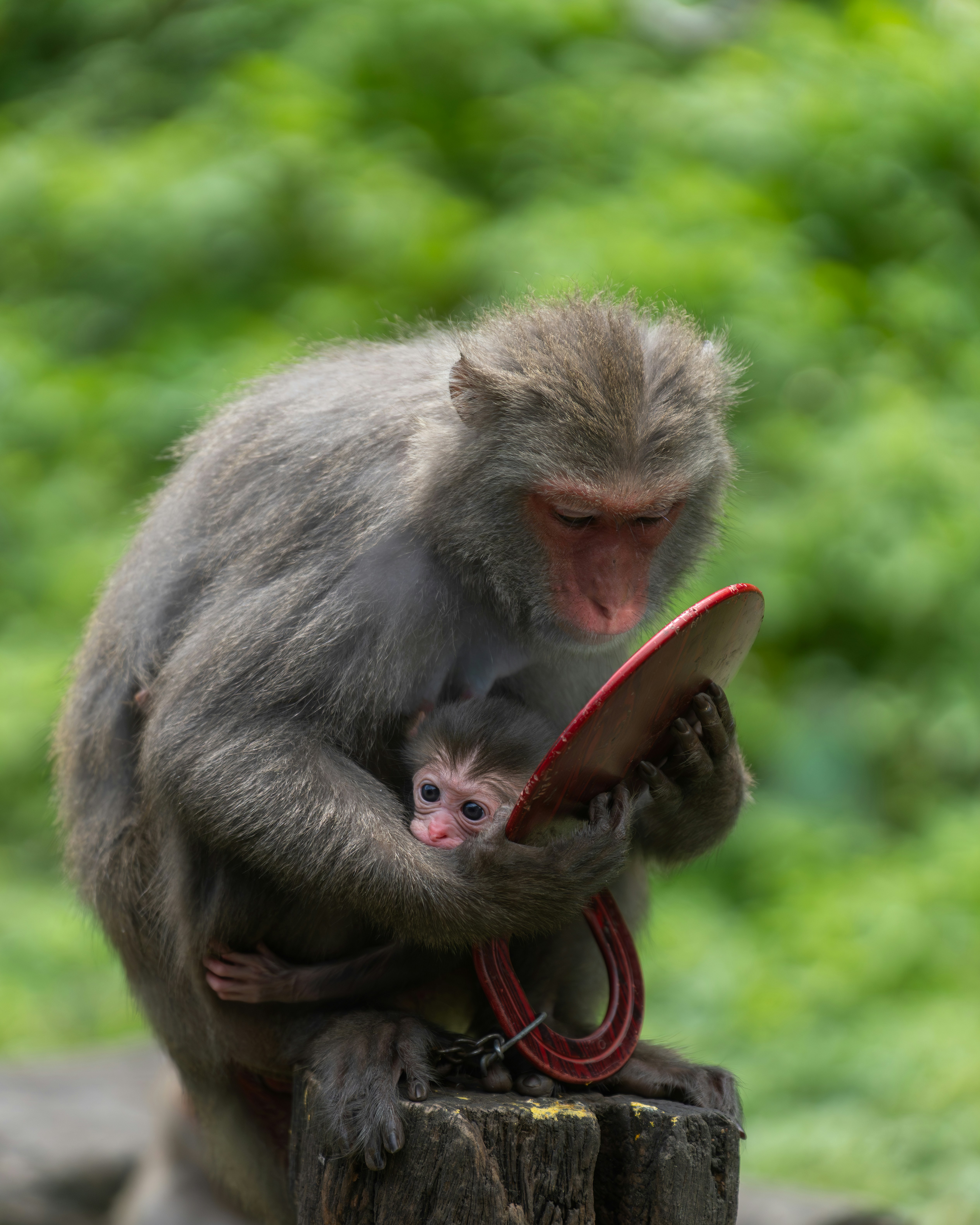 Mother Monkey and Infant: A Tender Moment with a Red-Socked Rope Toy