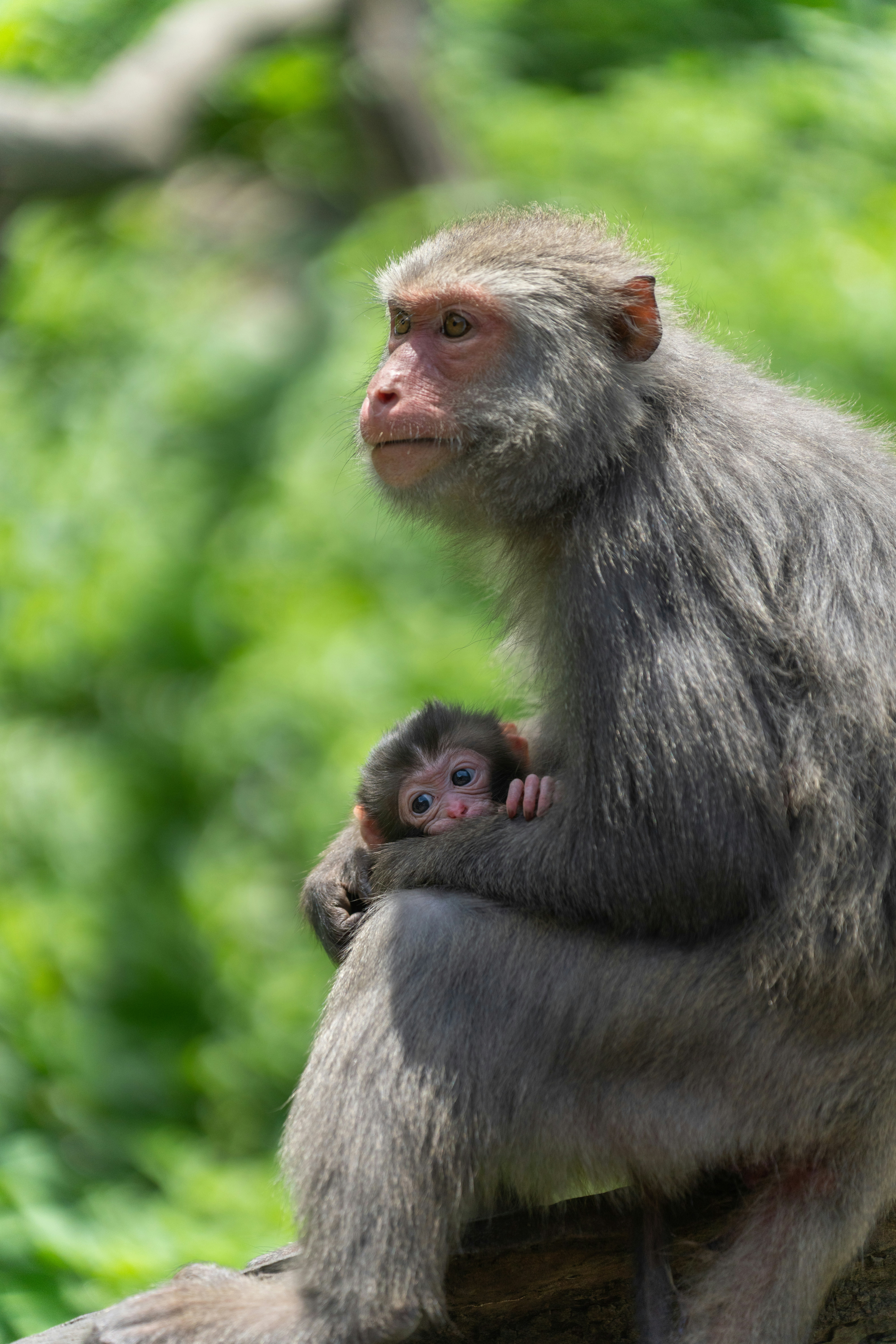 Mother and Cub: Gentle Vigil in a Verdant Frame