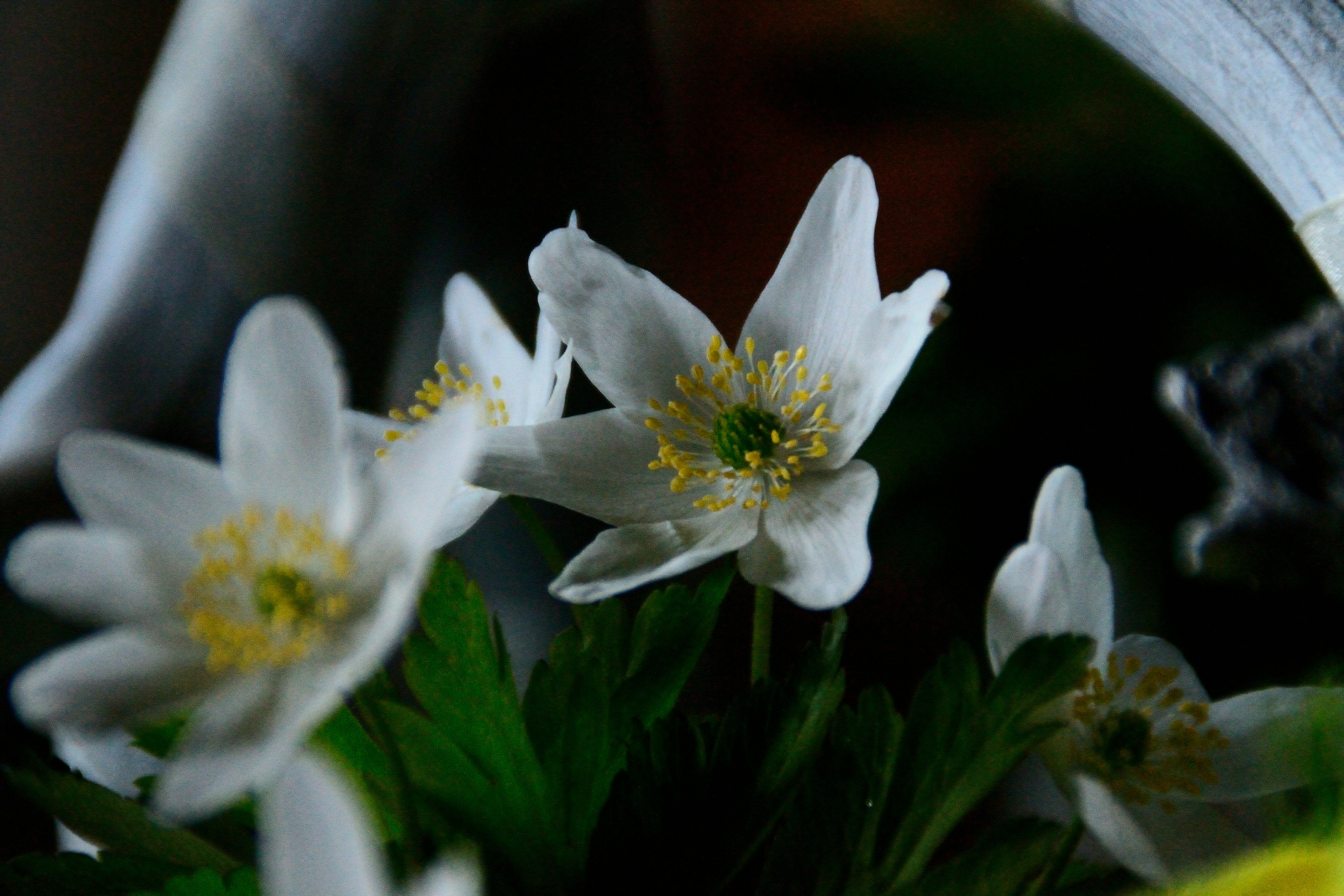 Close-up of white anemone-like flowers: delicate stamens and green centers in soft light