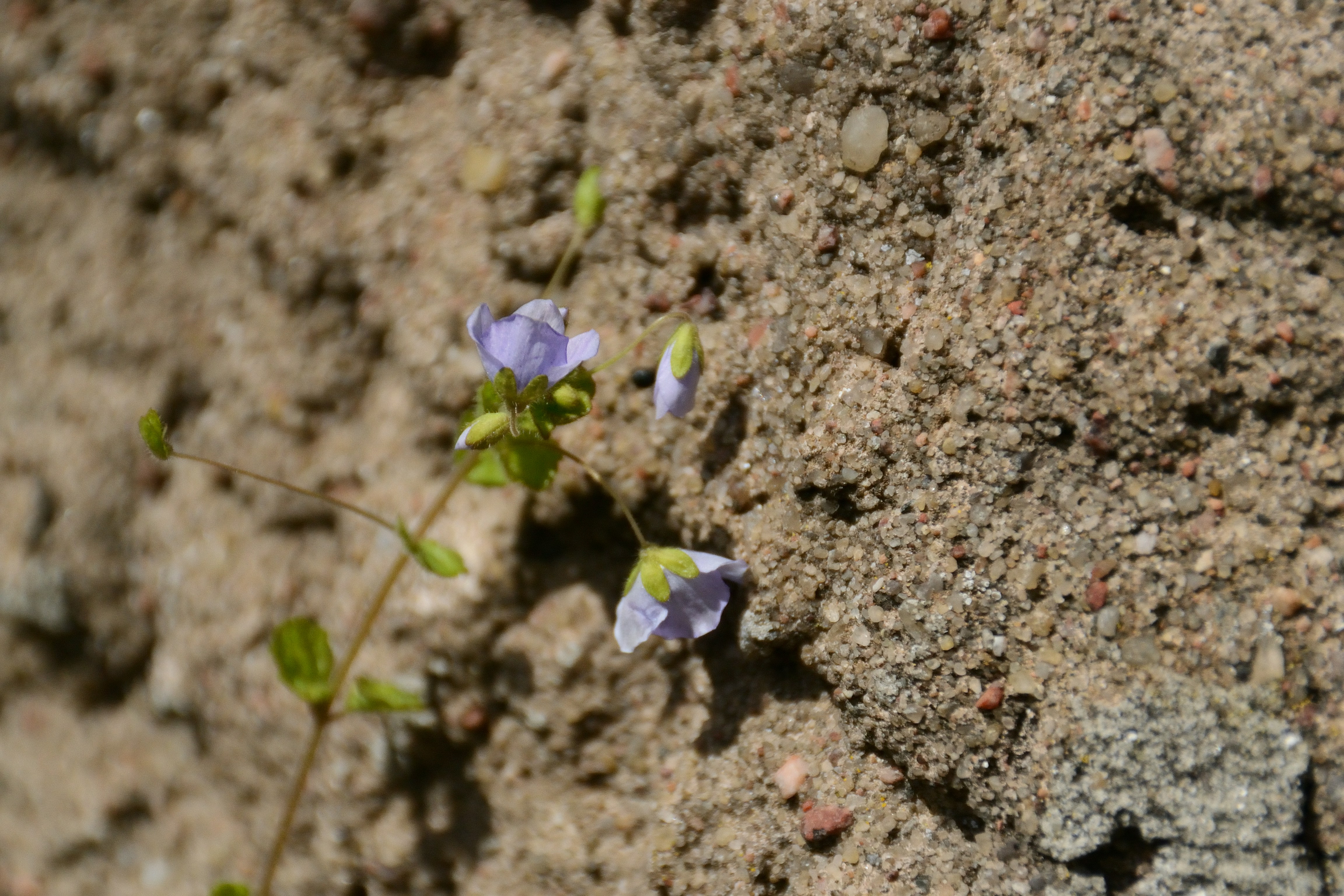 Fragile Violet Bloom Clinging to Weathered Wall