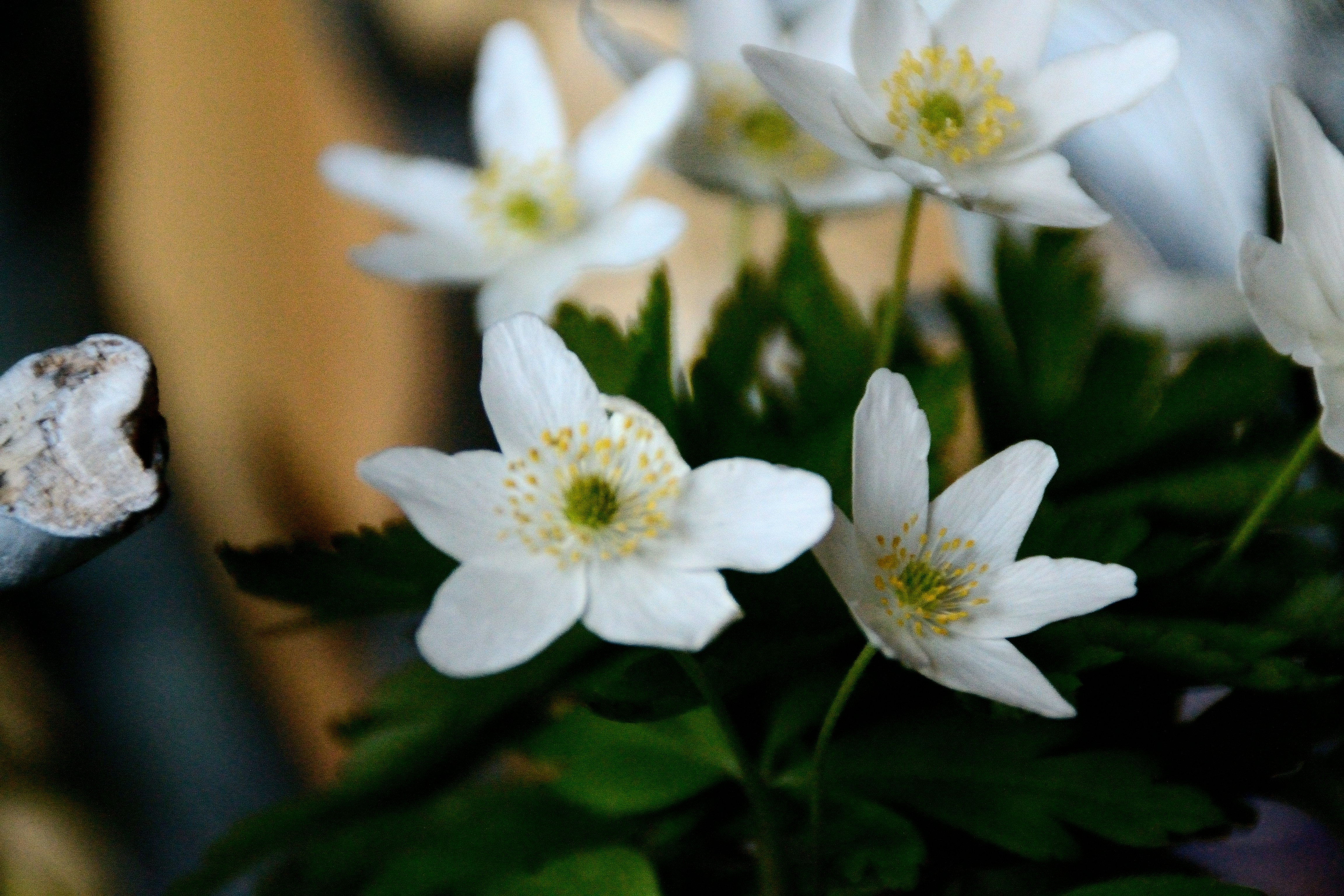 White Anemone Bloom Cluster in Soft Indoor Light