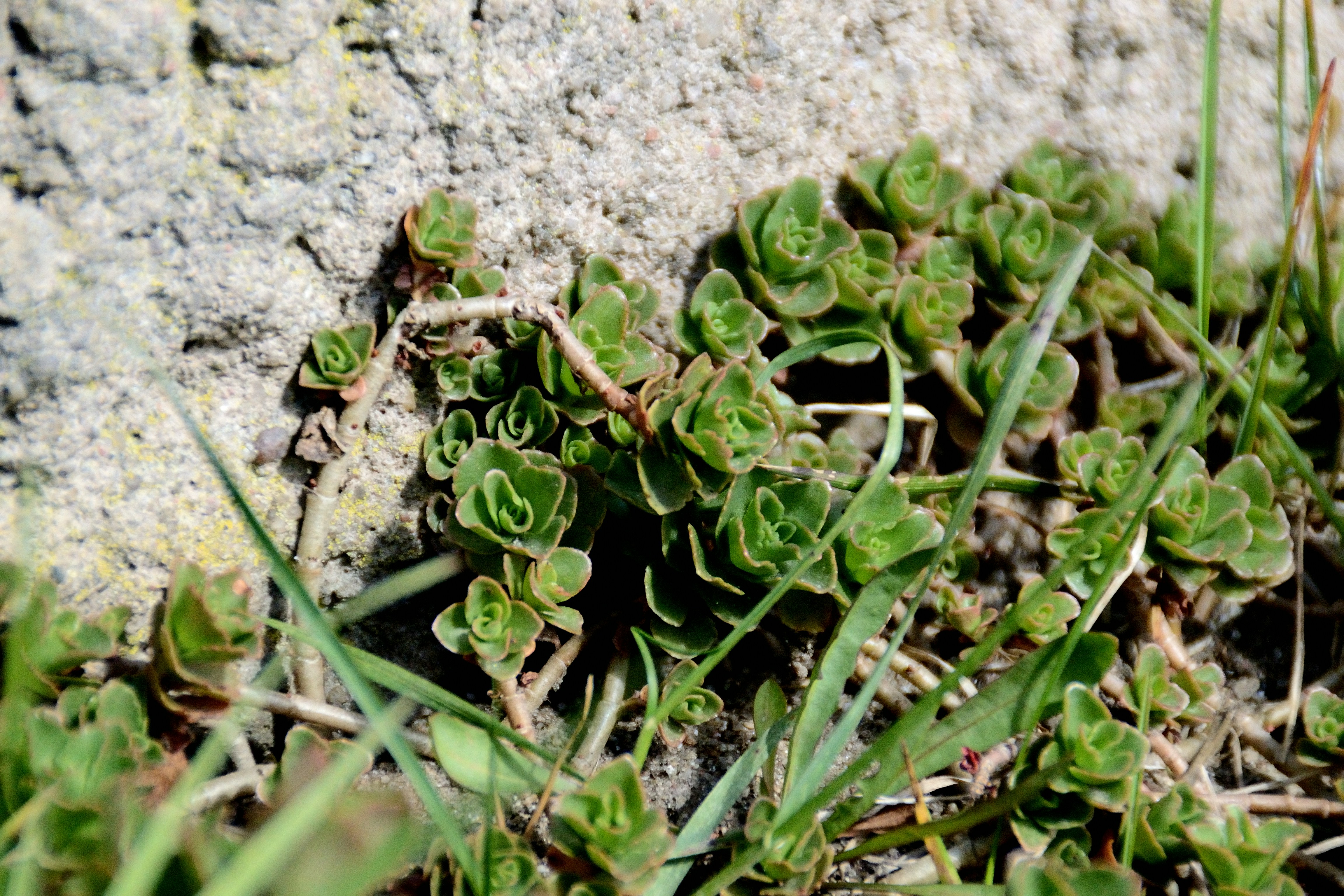 Greens Against the Concrete: Tiny Succulents Reclaim a Wall