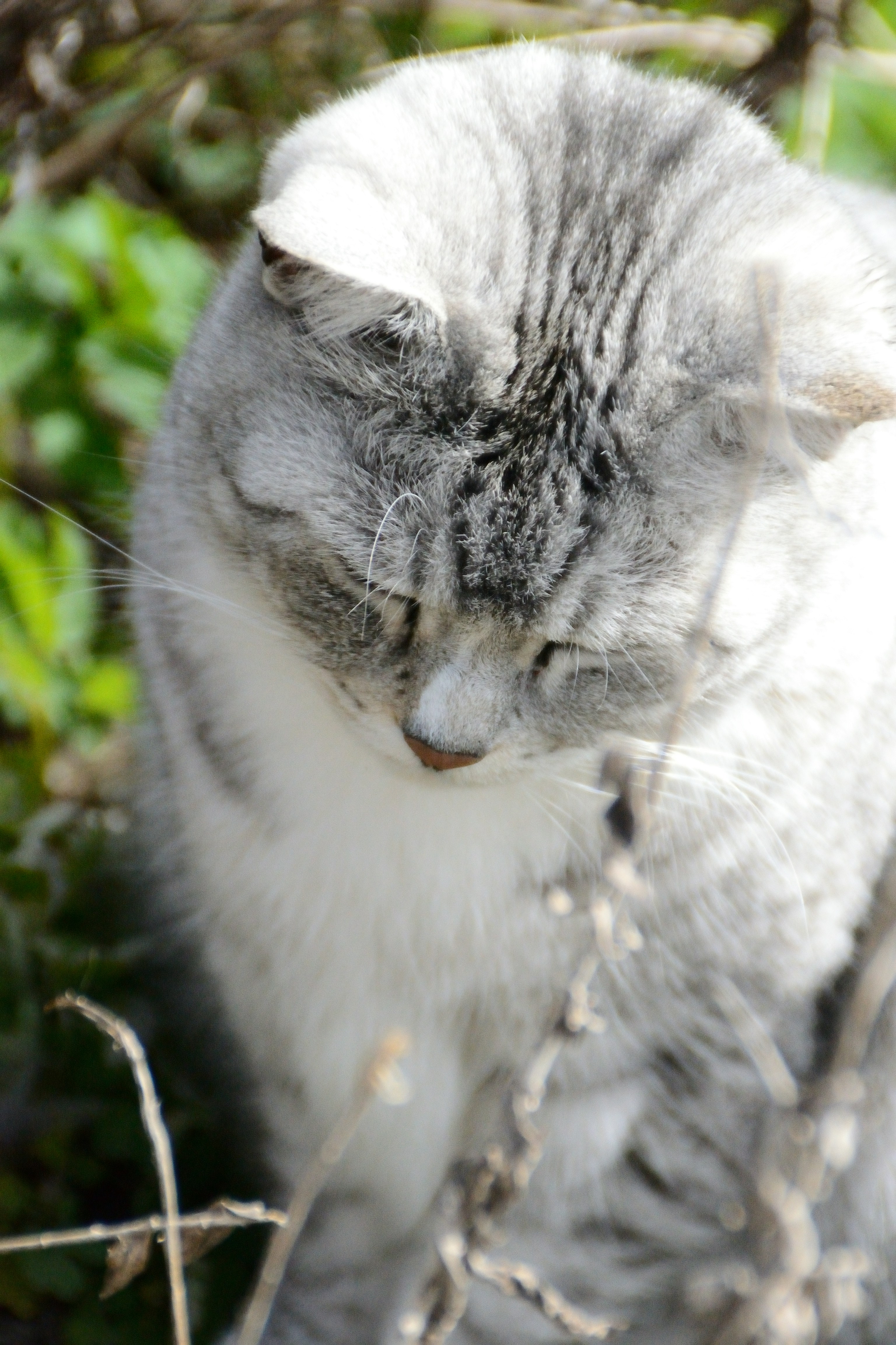 Soft-eyed Gray Tabby in Dappled Light