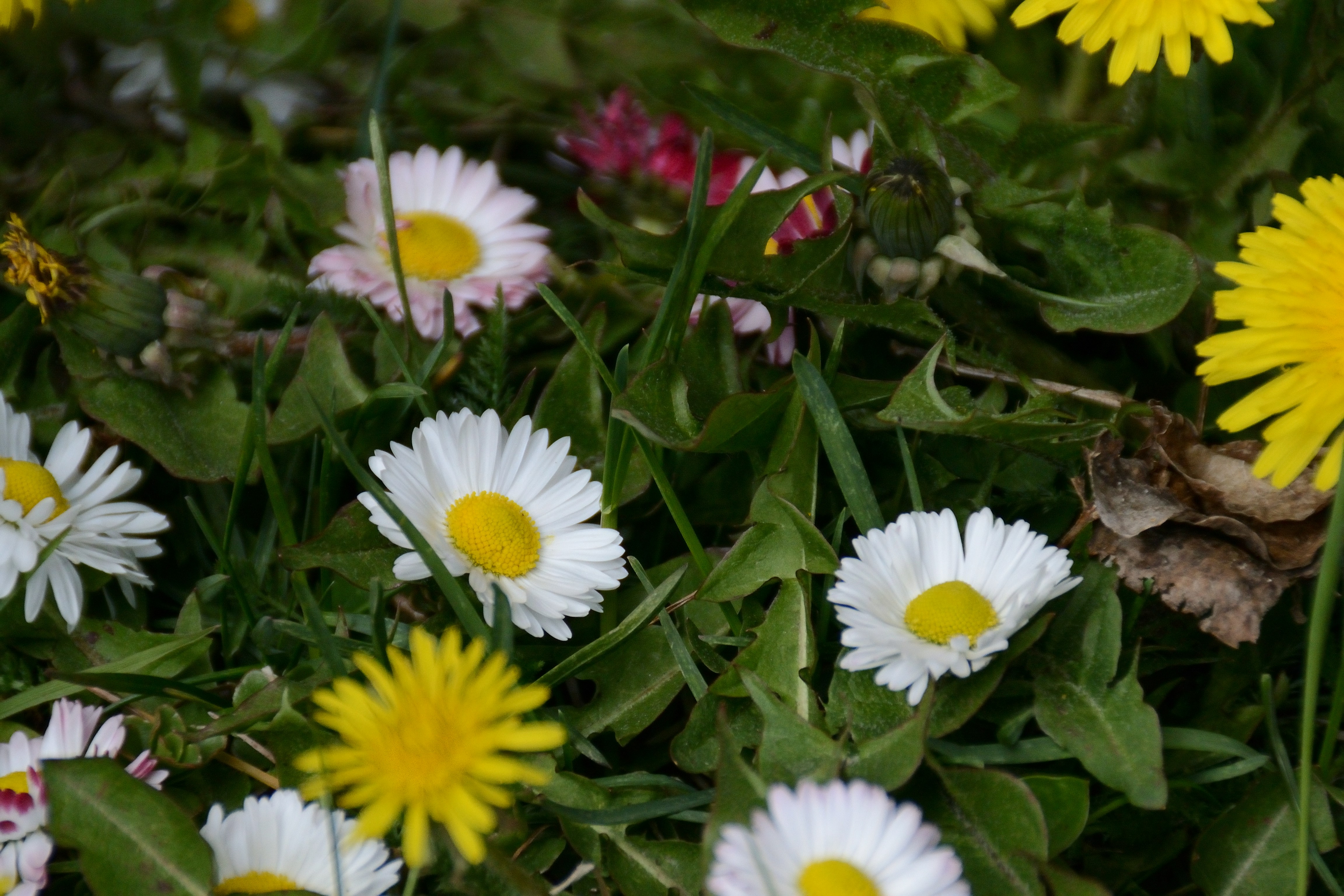 Daisy Patch in Dappled Spring Light