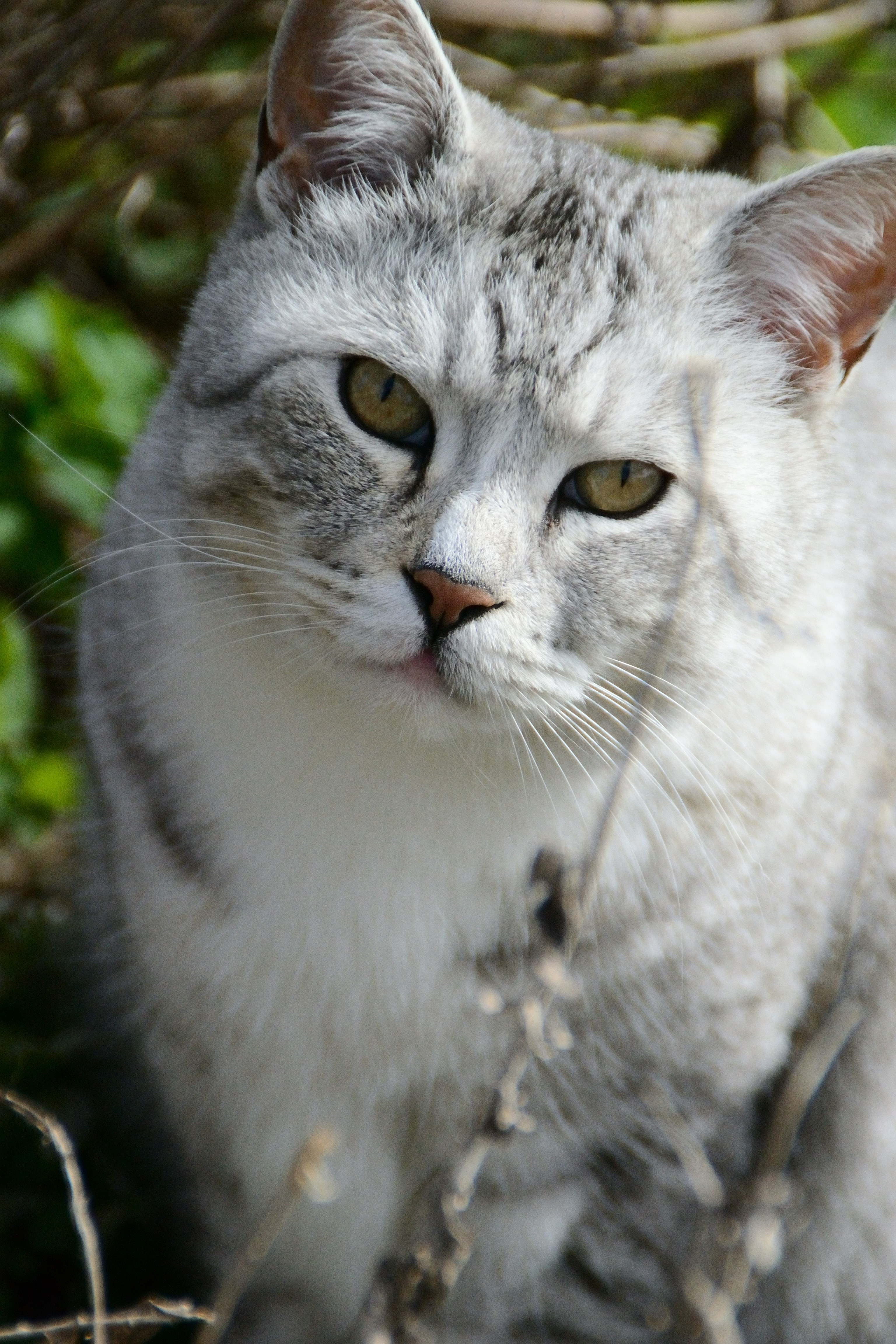 Soft-Gaze in Meadow: A Grey Tabby Shares Quiet Focus