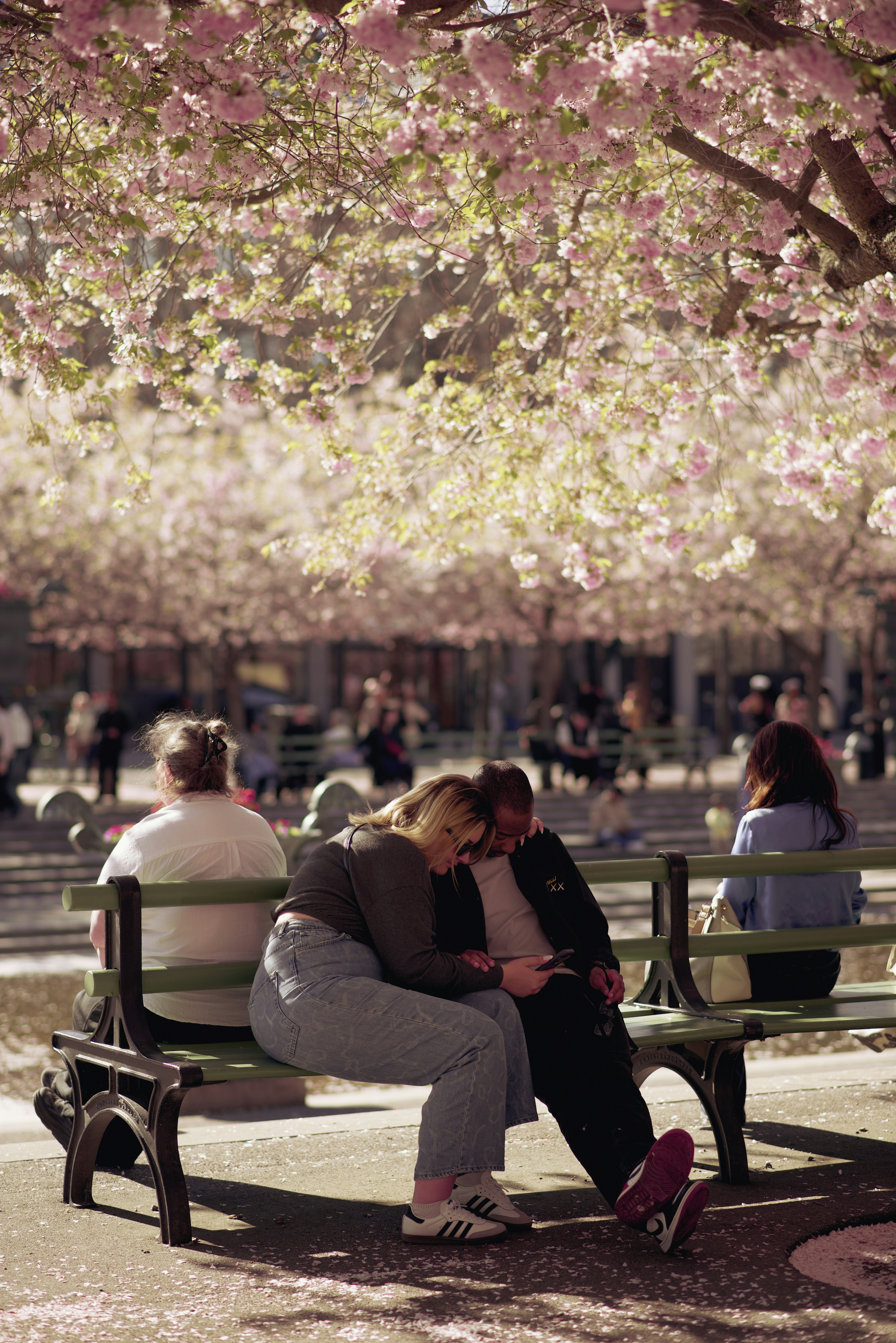 Under the Blooming Canopy: A Quiet Moment on the Park Bench