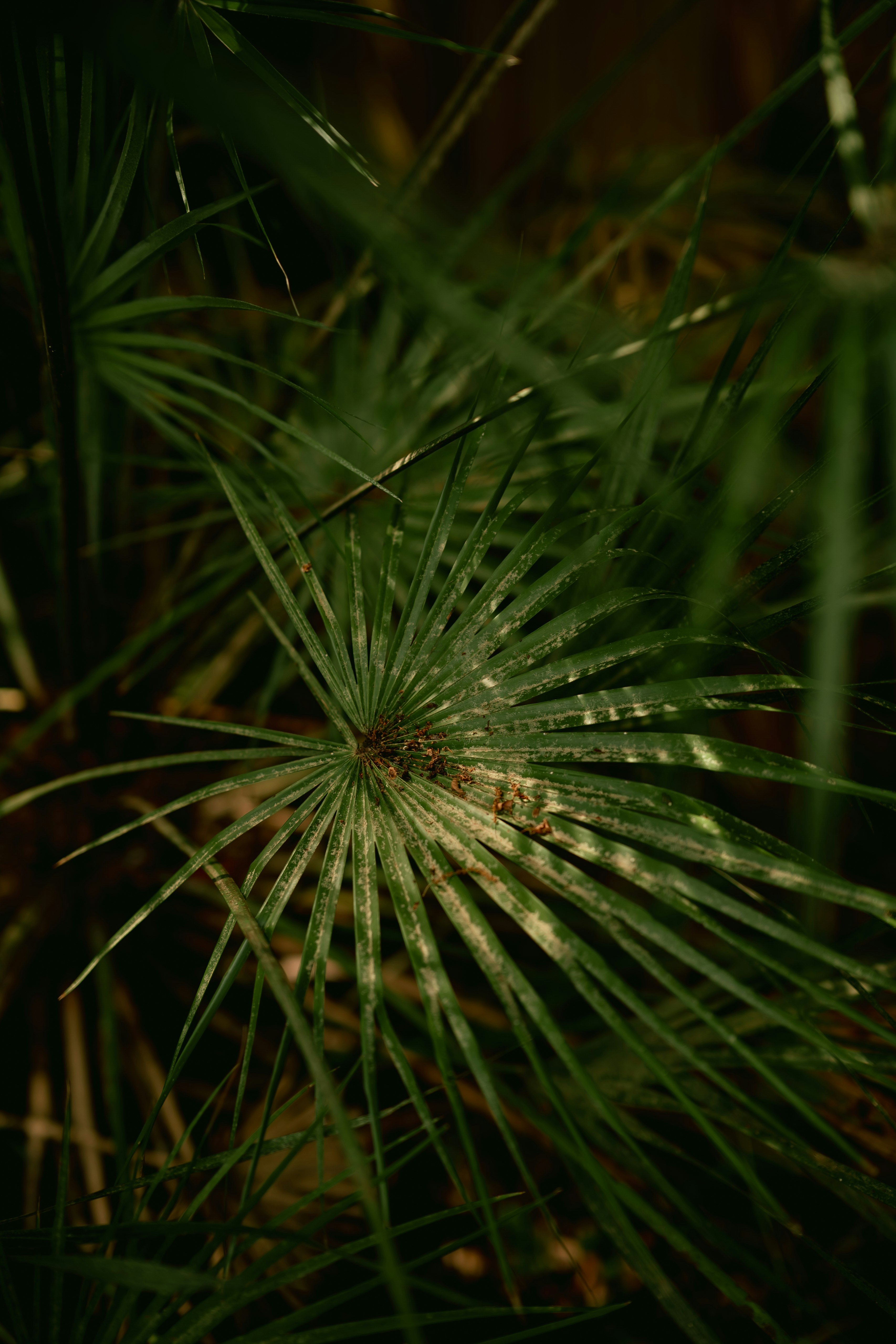 Fronds in Focus: A Quiet Moment of Tropical Texture