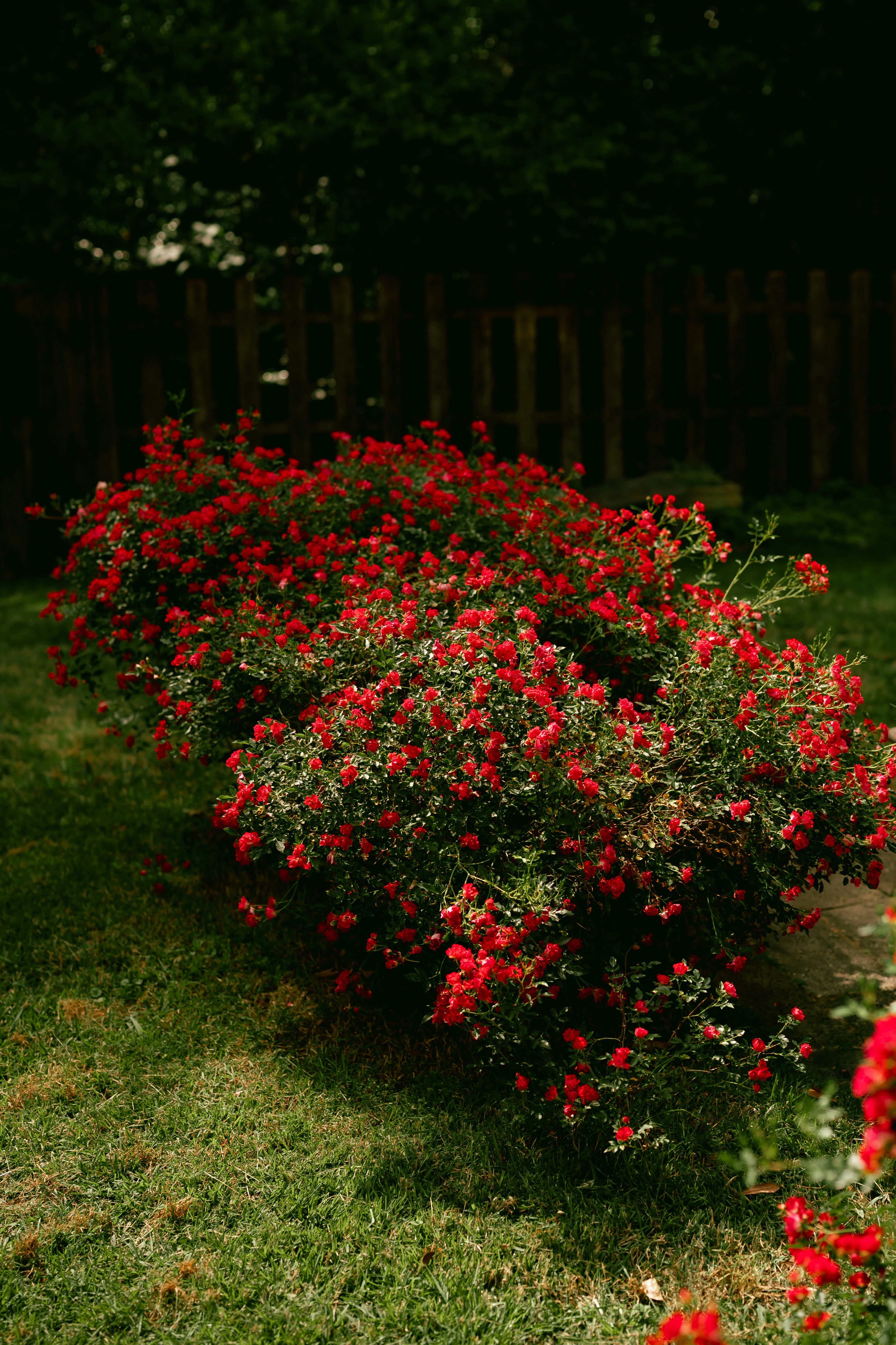 Rows of Scarlet Blooms Under a Quiet Garden Shade