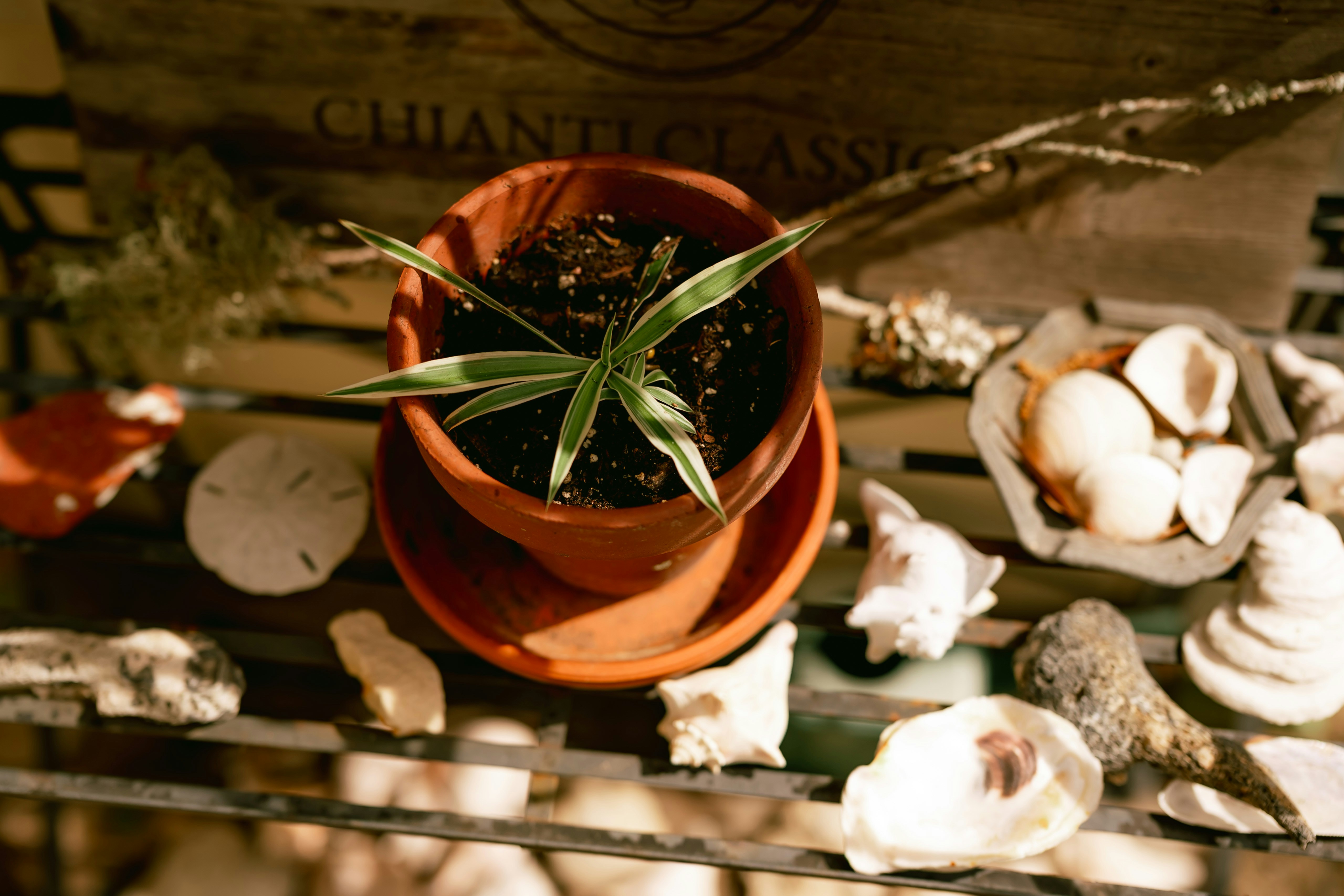 Succulent Spotlight: A Quiet Moment Among Seashells