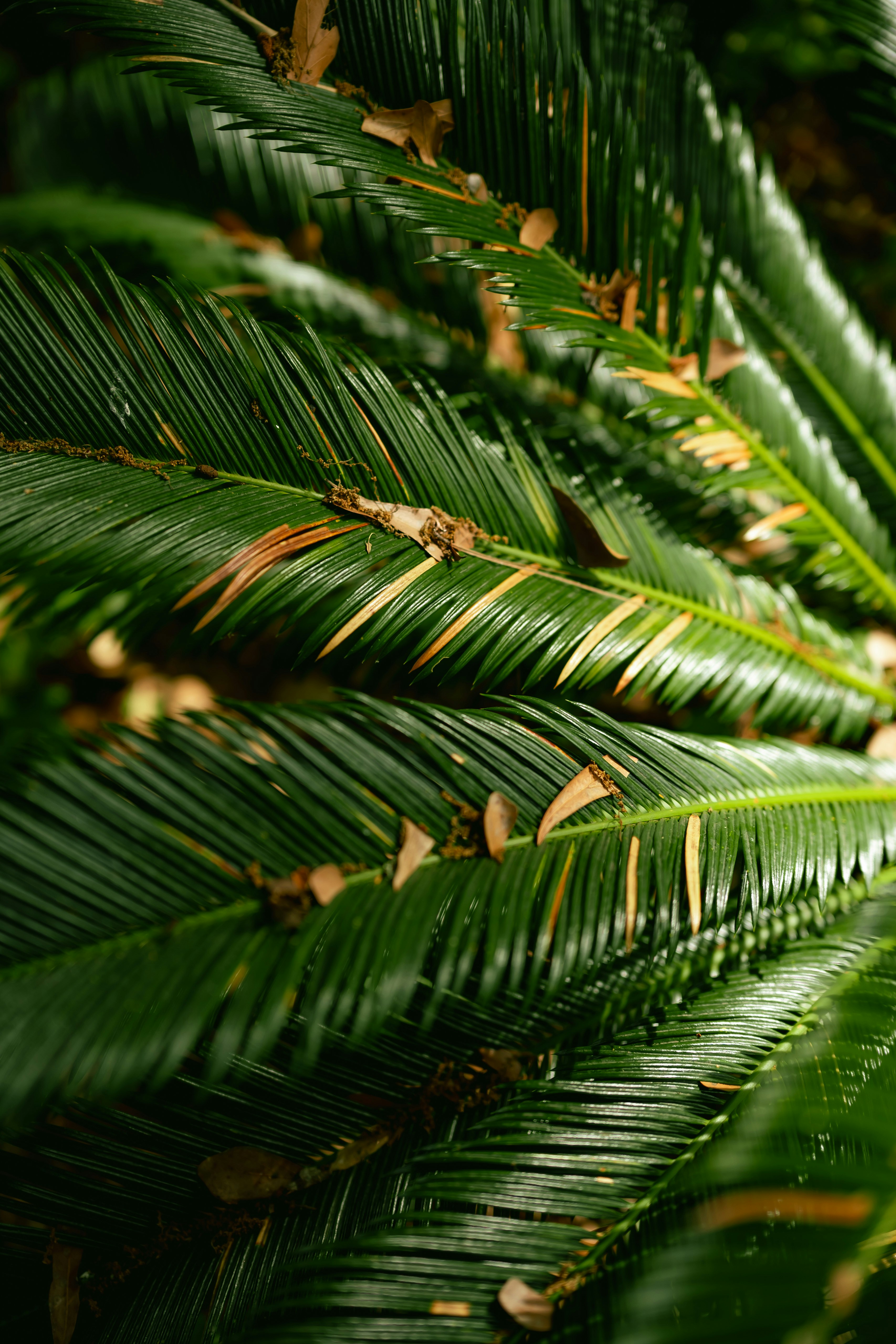 Fern Fronds in Close, a Cascade of Green Geometry