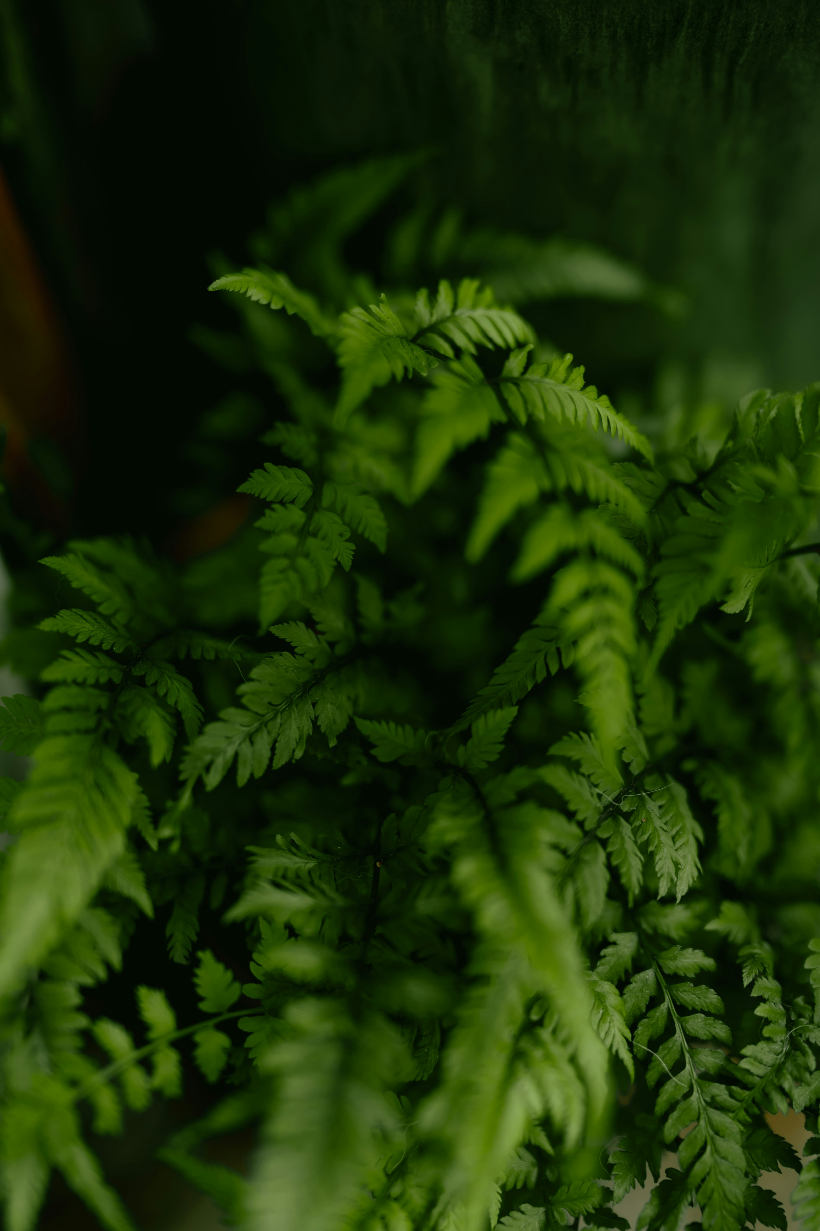Emerald Ferns in Quiet Shade
