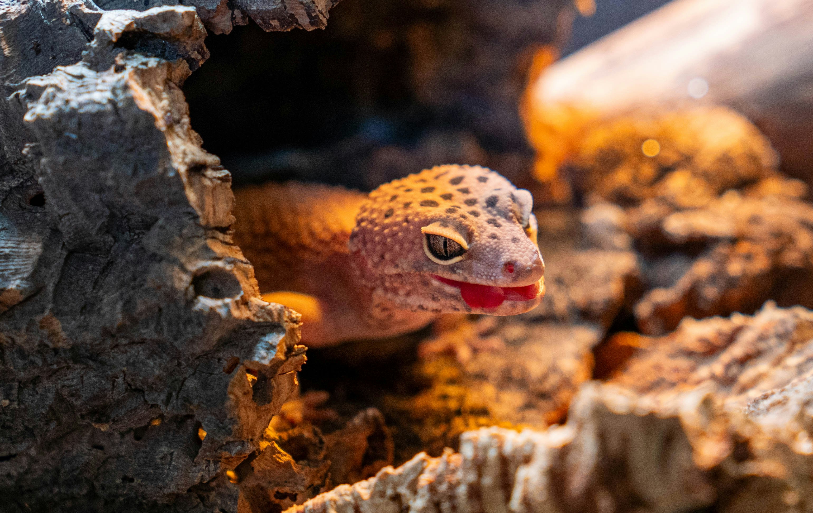 The Curious Gecko Emerges: A Sunlit Moment Behind Craggy Walls
