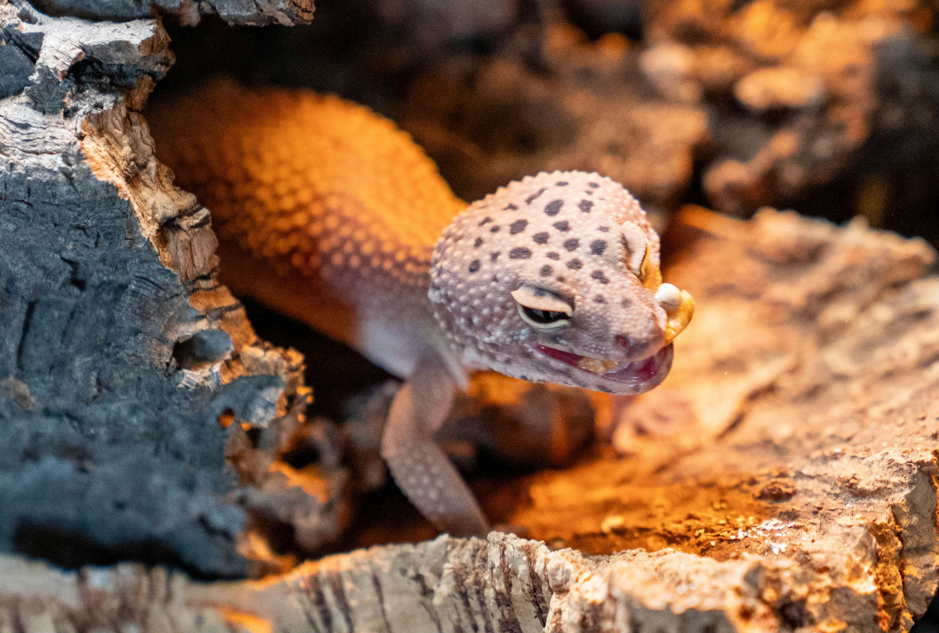 Sunlit Gecko on Rustic Crags