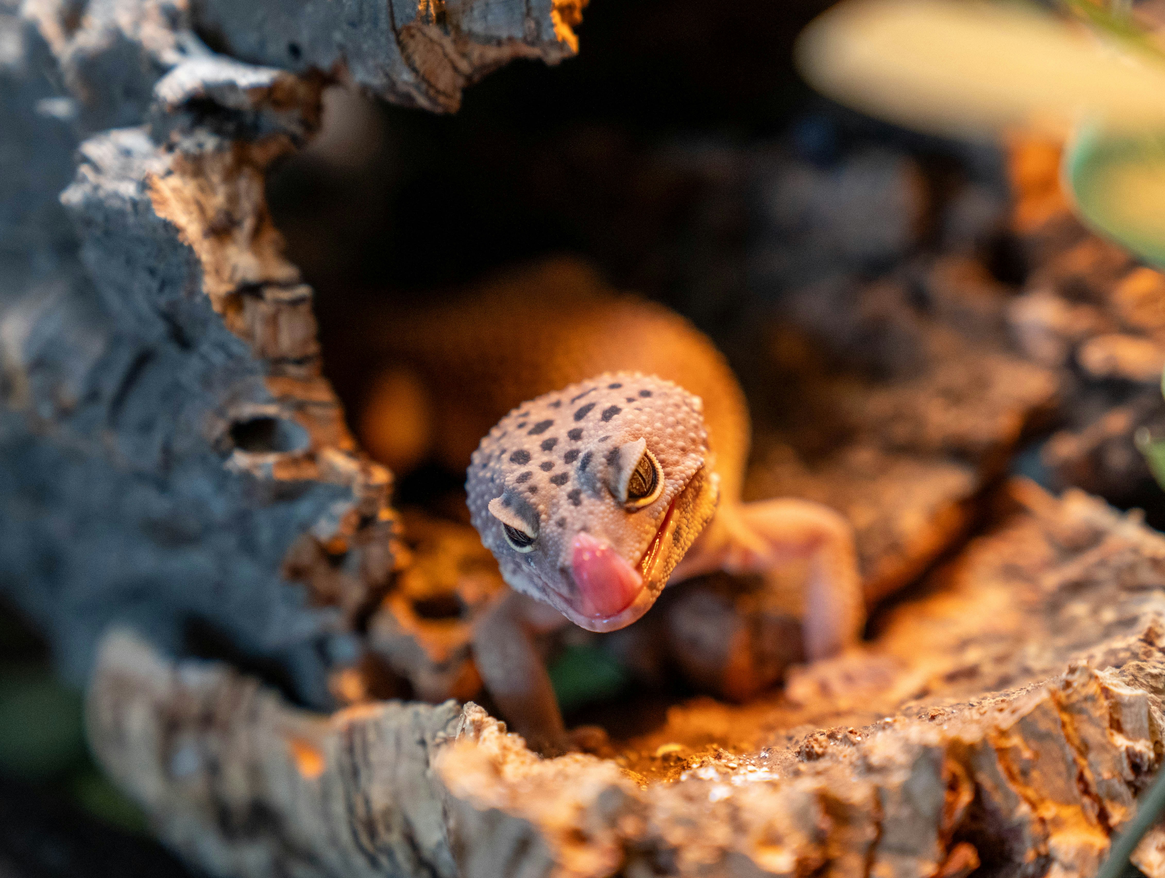 Curious Gecko Emerging from a Rustic Crevice