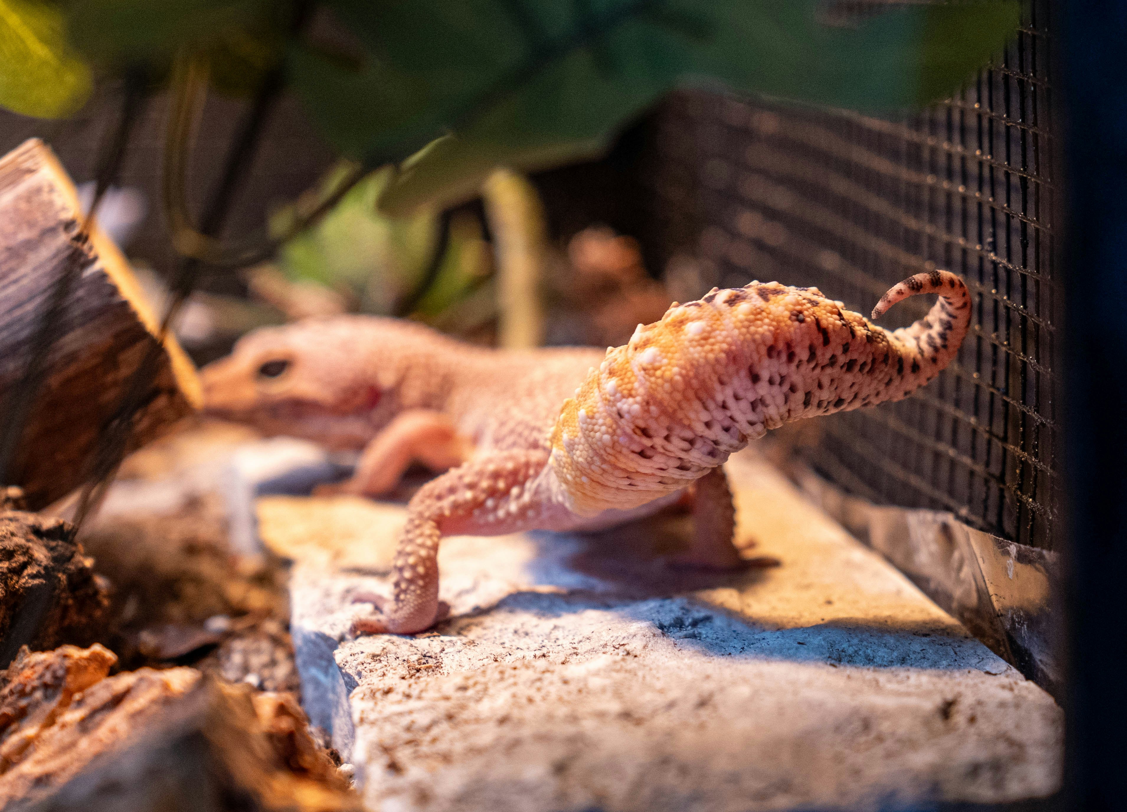 Ambush on the Stone Threshold: A Gecko’s Quiet Watch