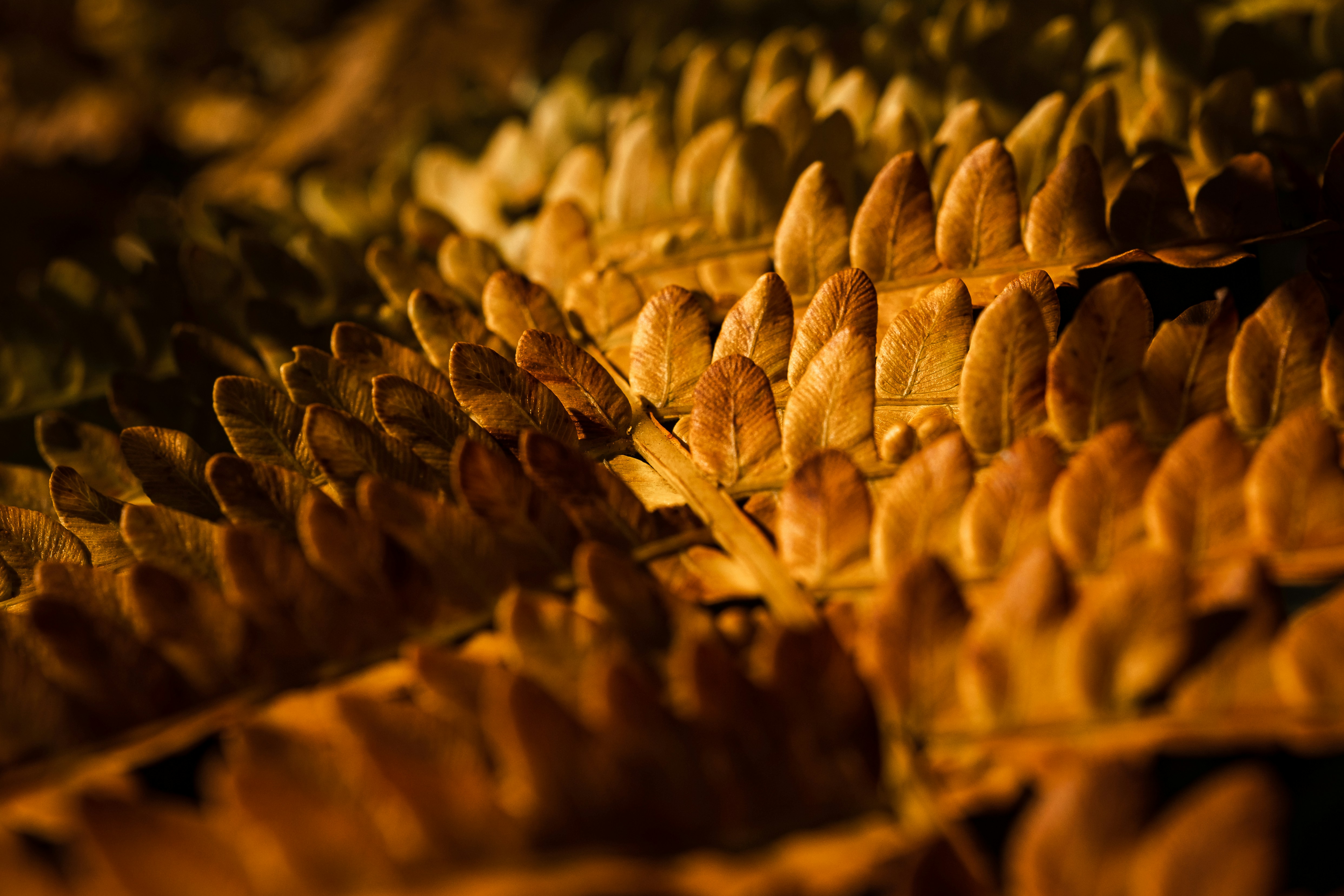 Amber Aerie: Close-up of Autumn Scales in Low Light