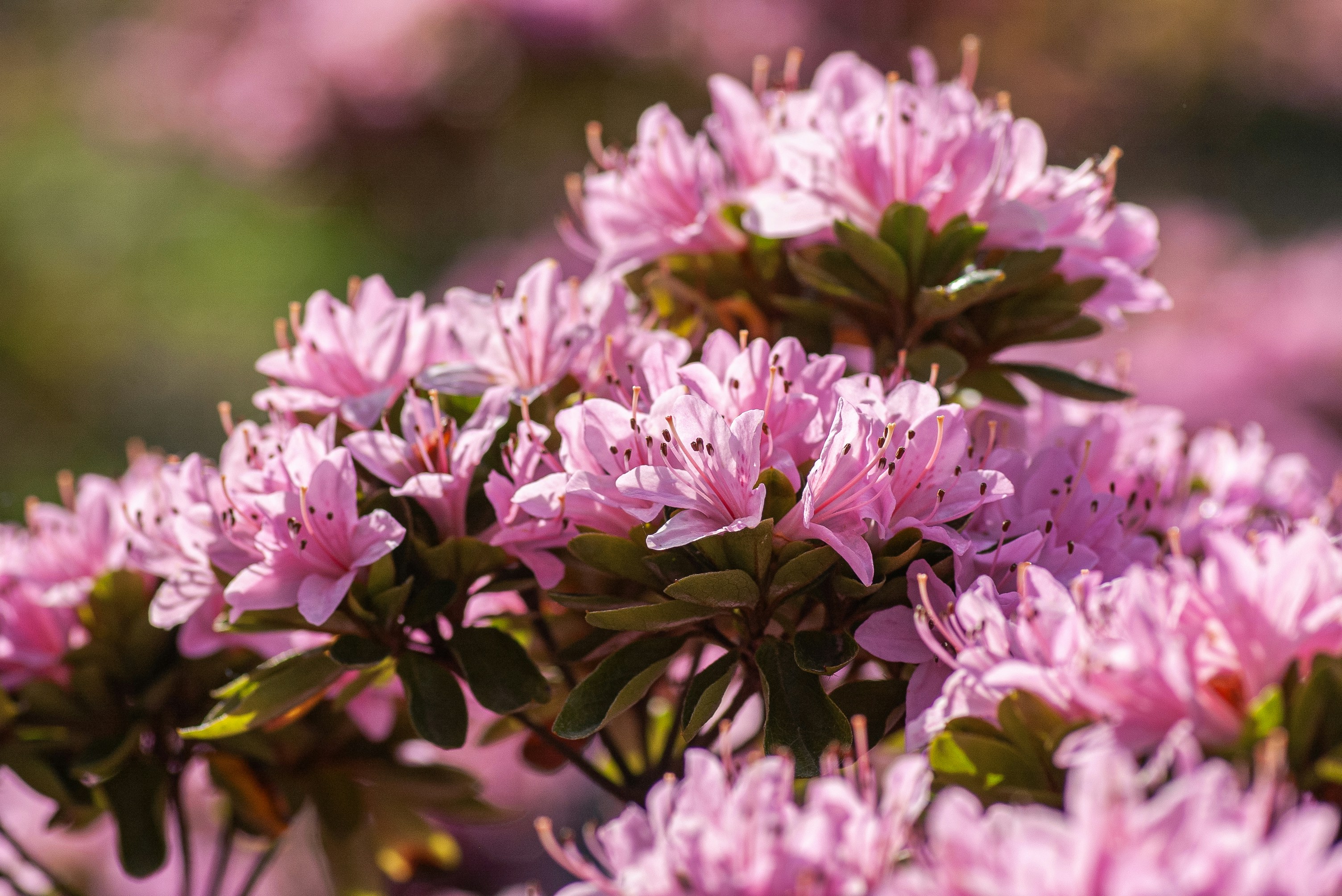 Petals in Focus: Burst of Pink Azaleas under Afternoon Light