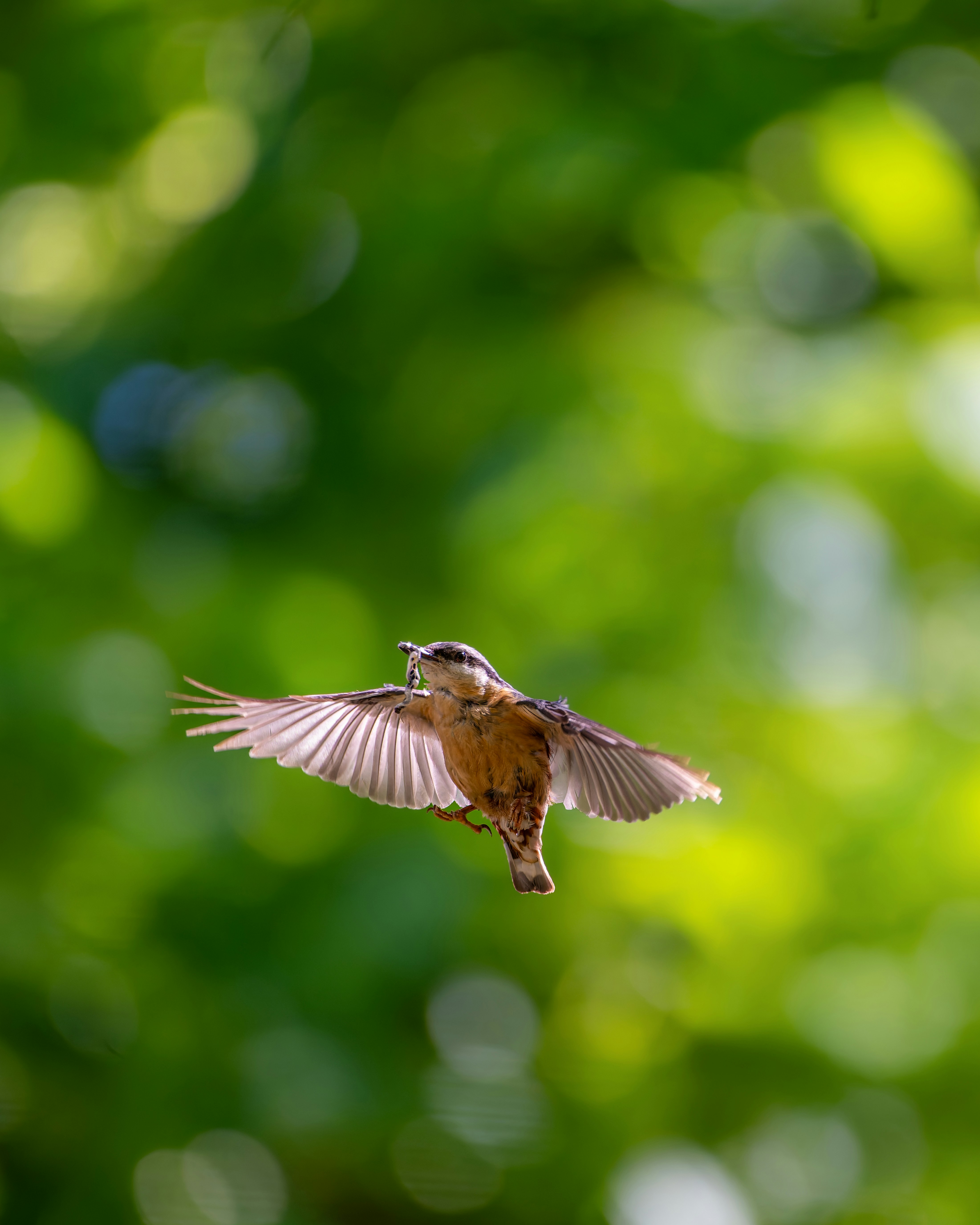 Hummingbird in Soft Green Haze