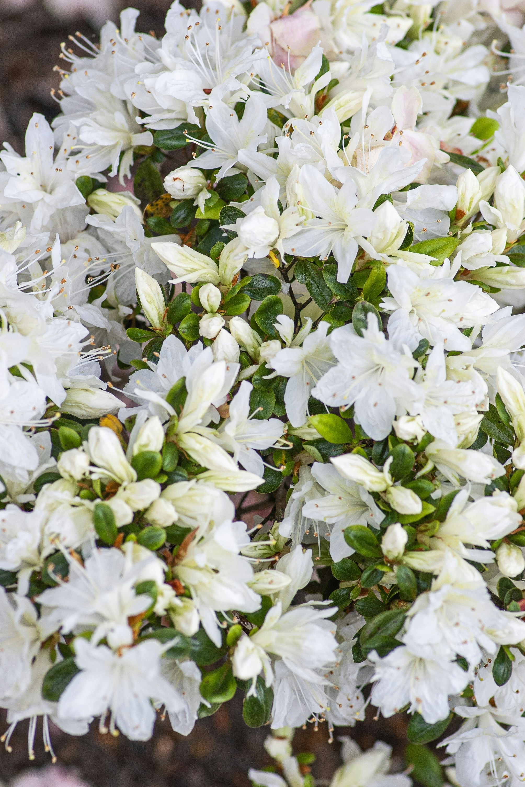 White Azalea Burst: clustered blooms with green accents