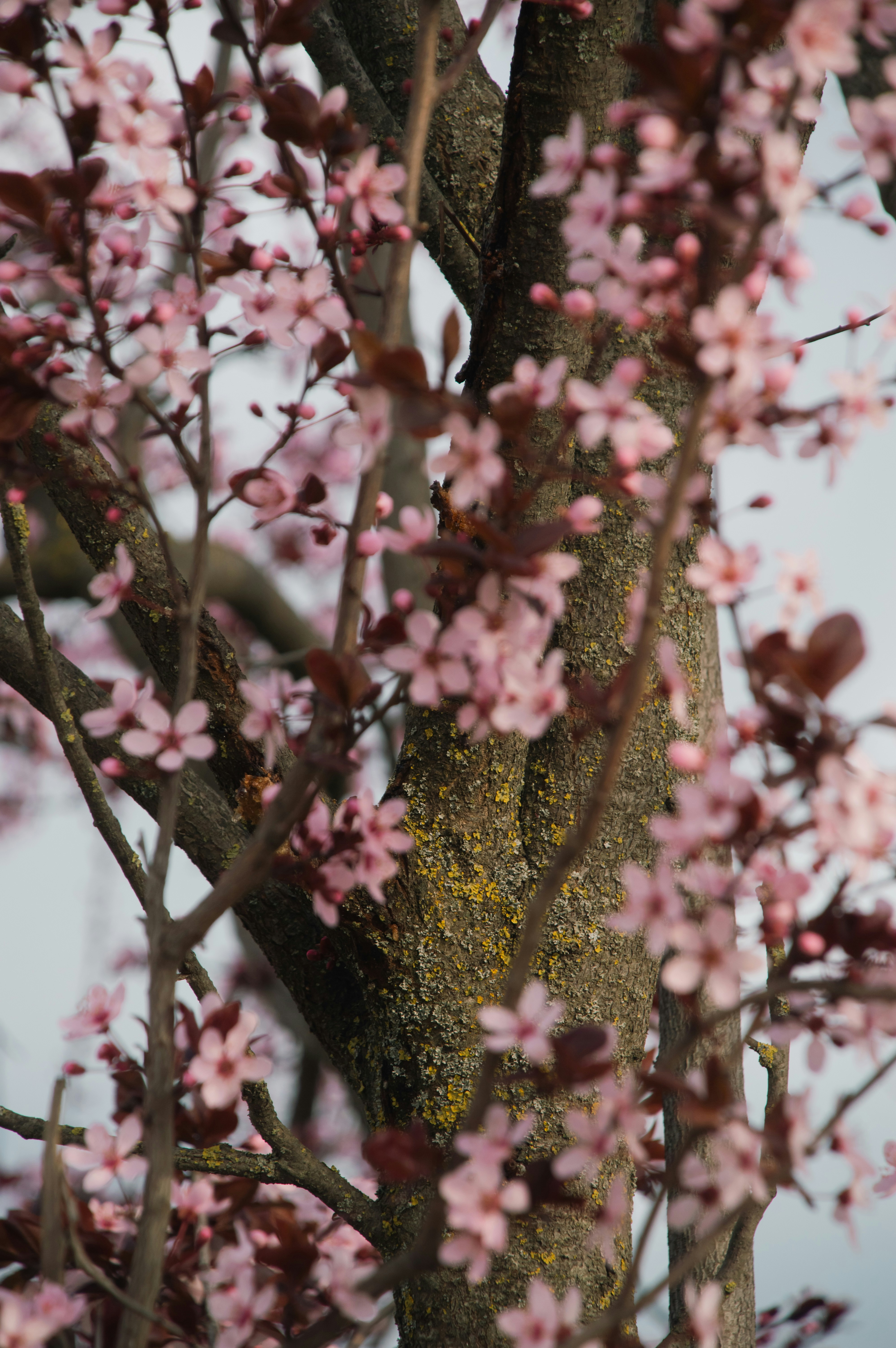 Blush Bloom in the Trunk Veins
