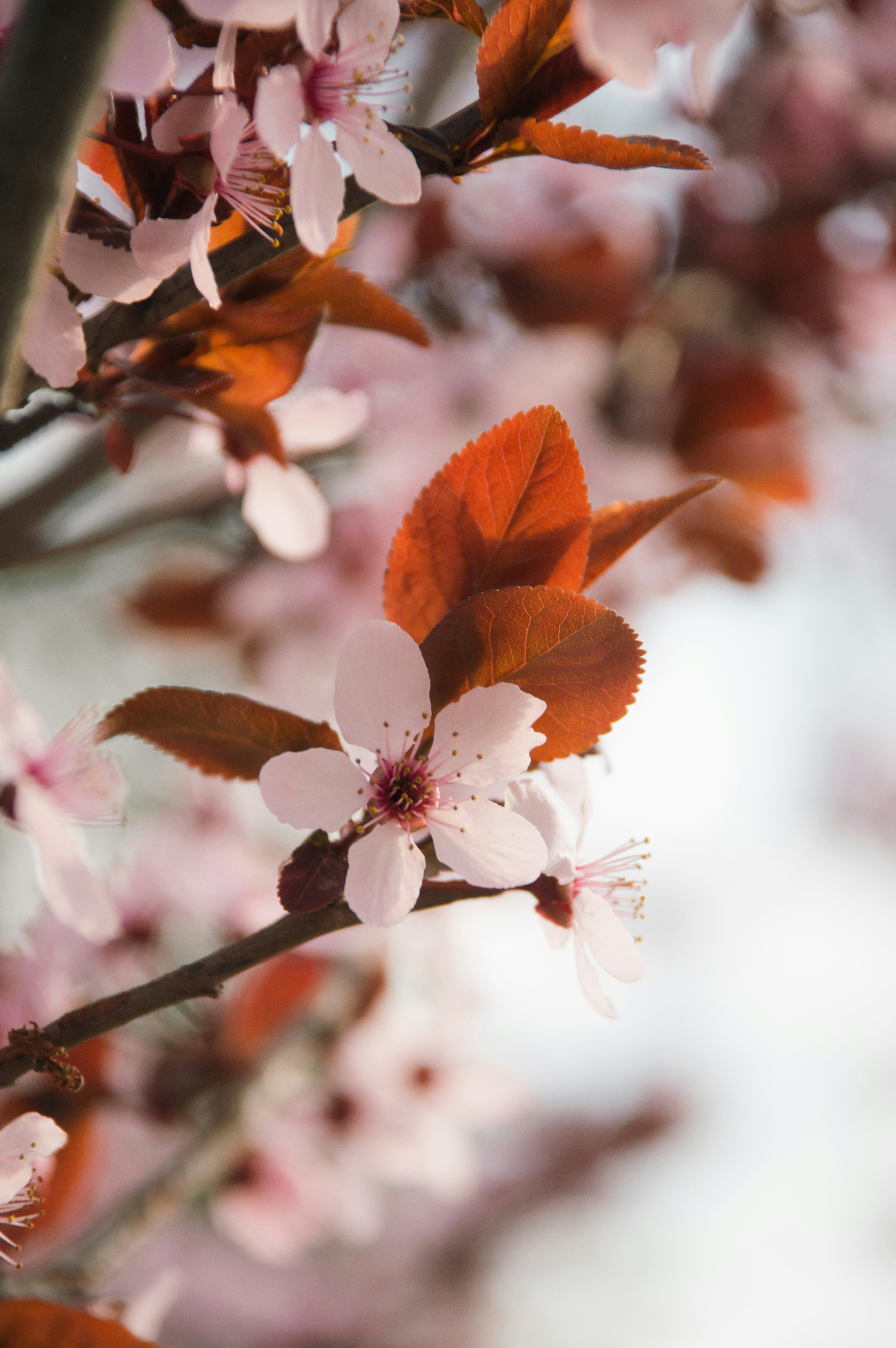 Blooming Snapdragon: A Close-Up of Pink Petals and Rust Leaves