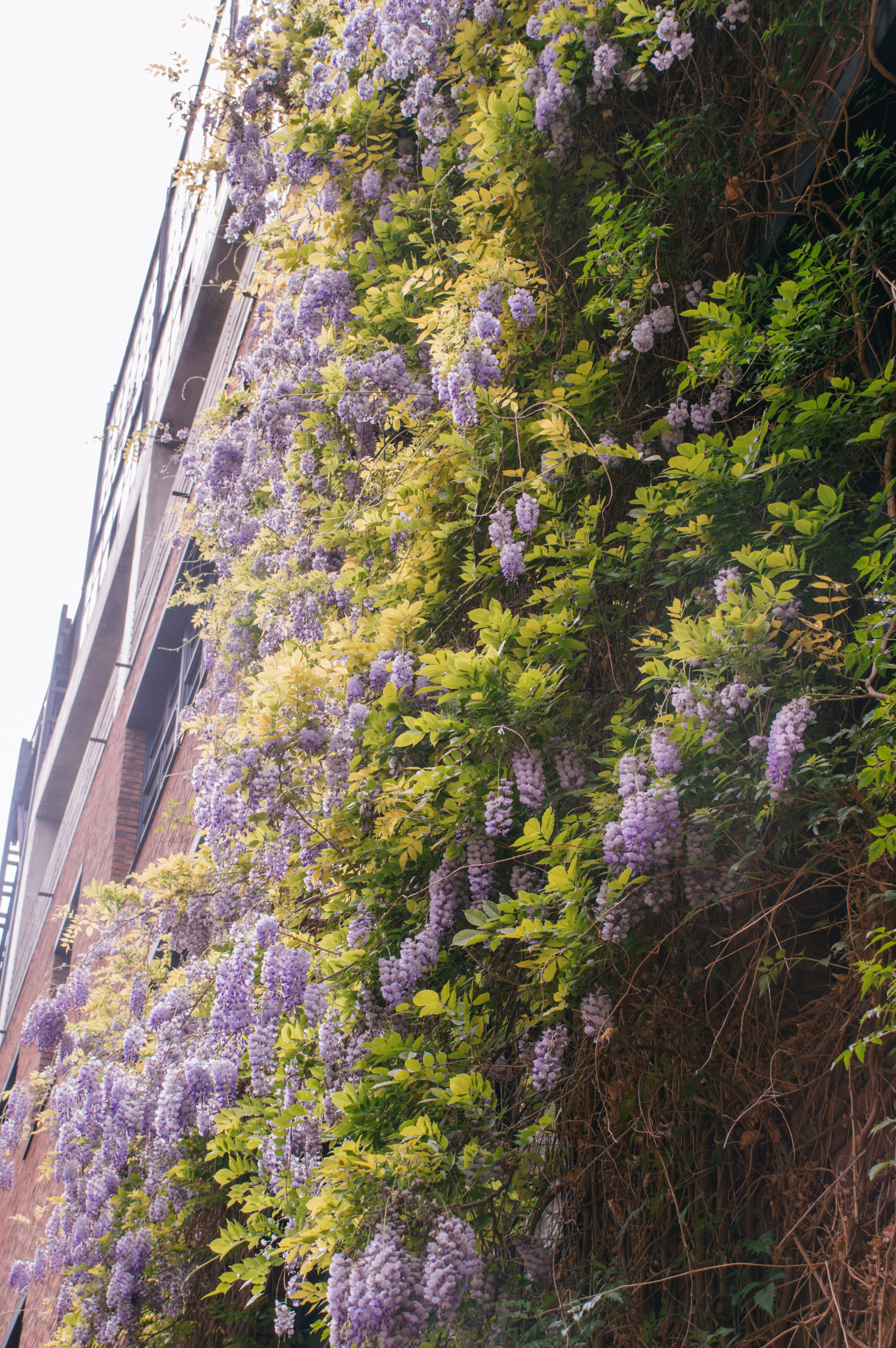 Wisteria Veil Draping a Brick Facade
