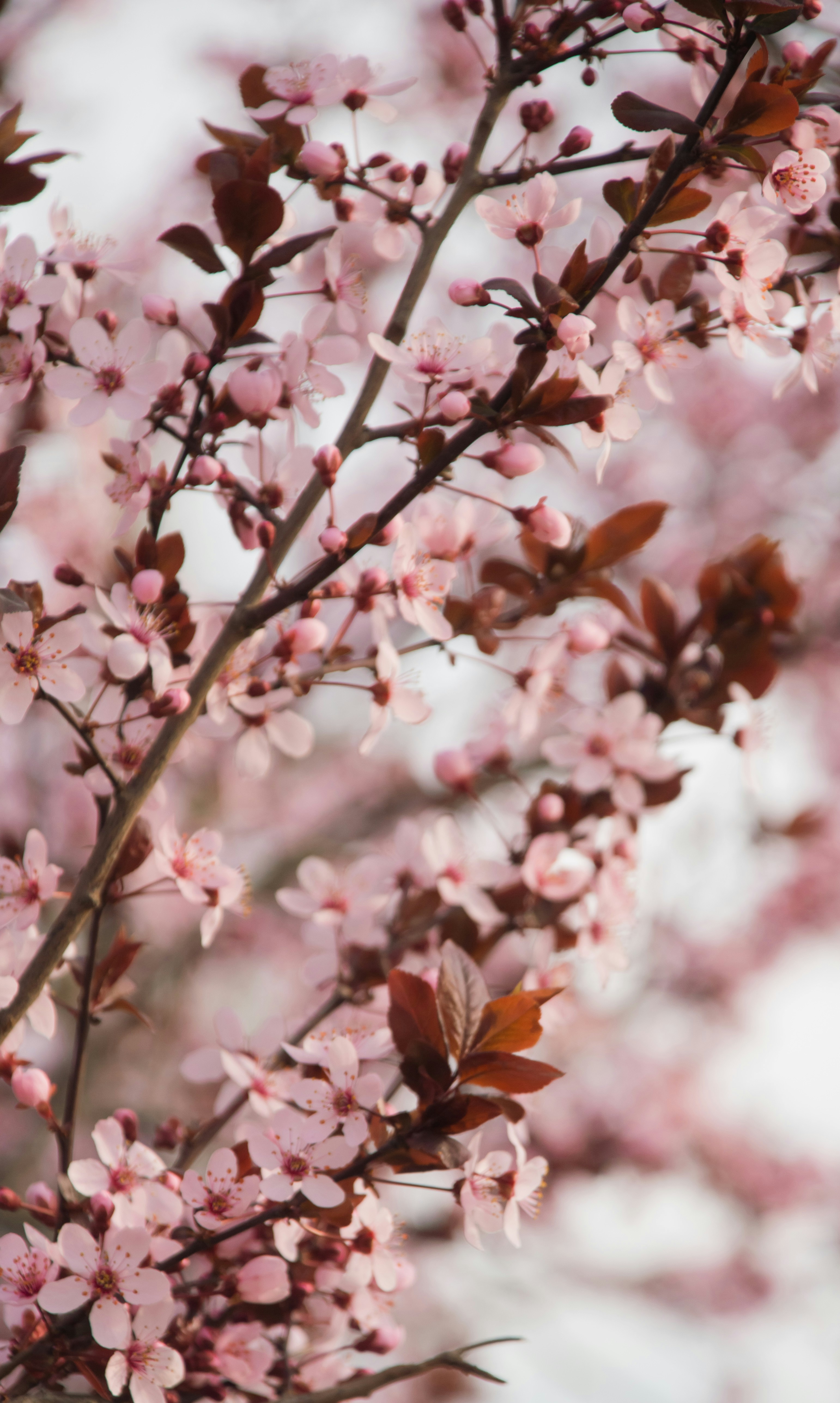 Blossoms in Focus: A Pink Spring Tangle of Branches