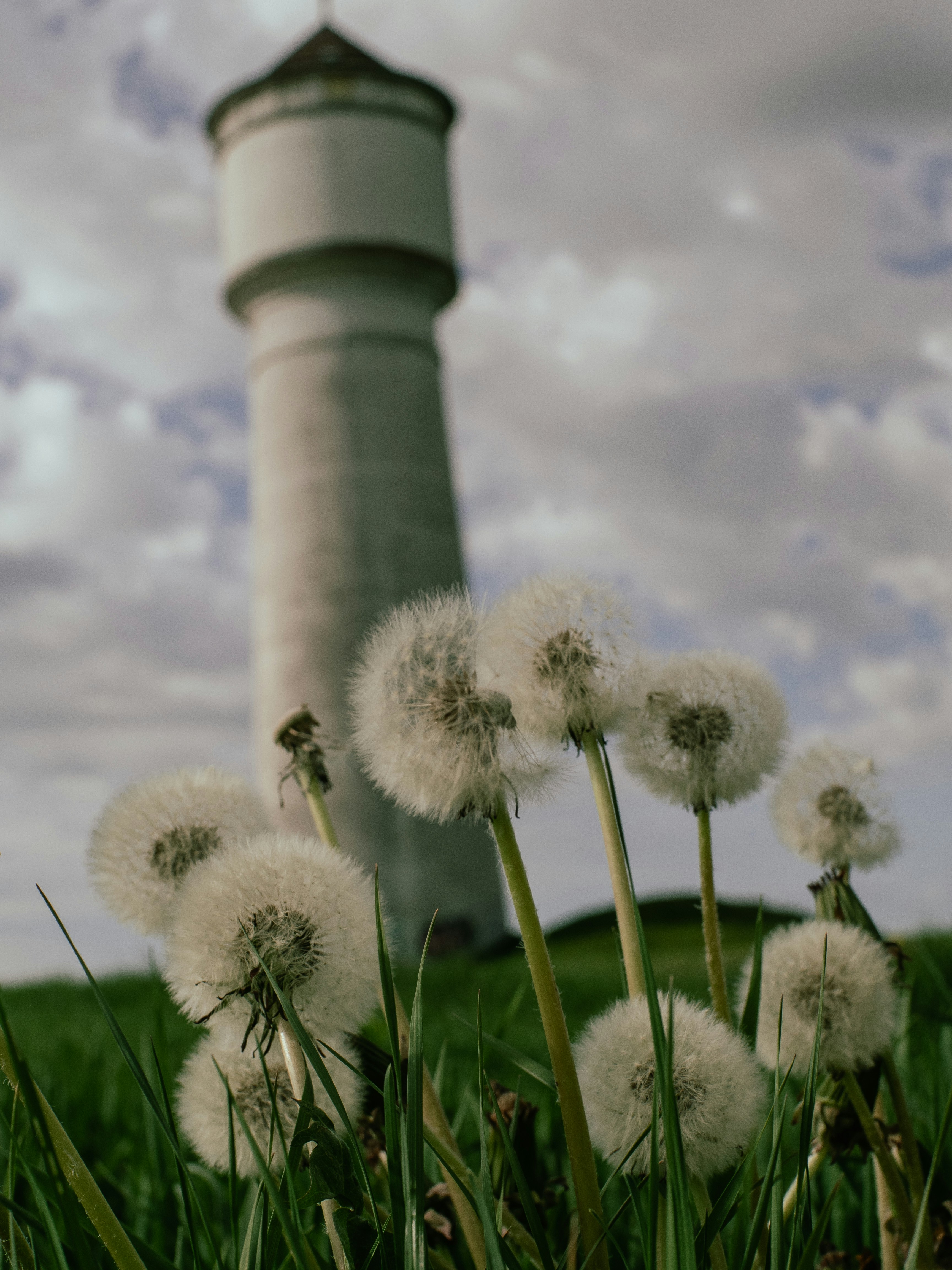 Dandelion Field Beneath a Lighthouse Bloom
