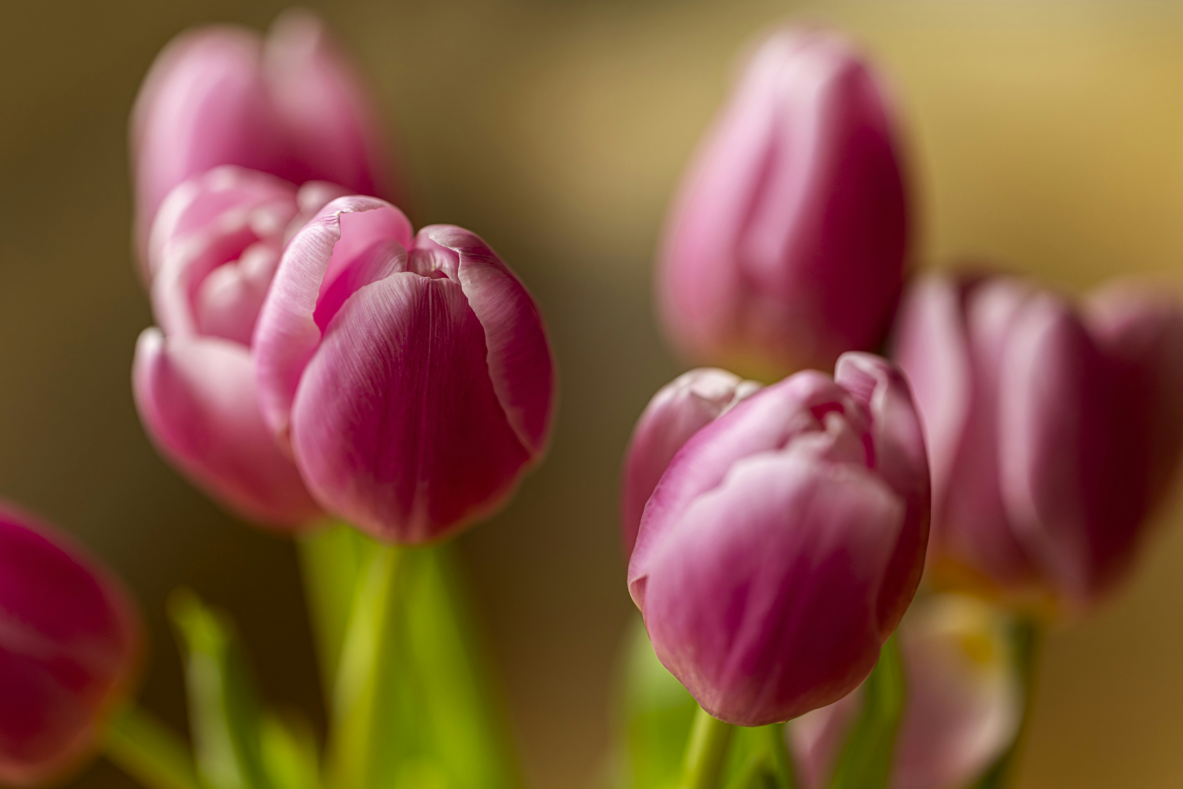 Pink Tulip Cluster in Soft Sunlit Blur