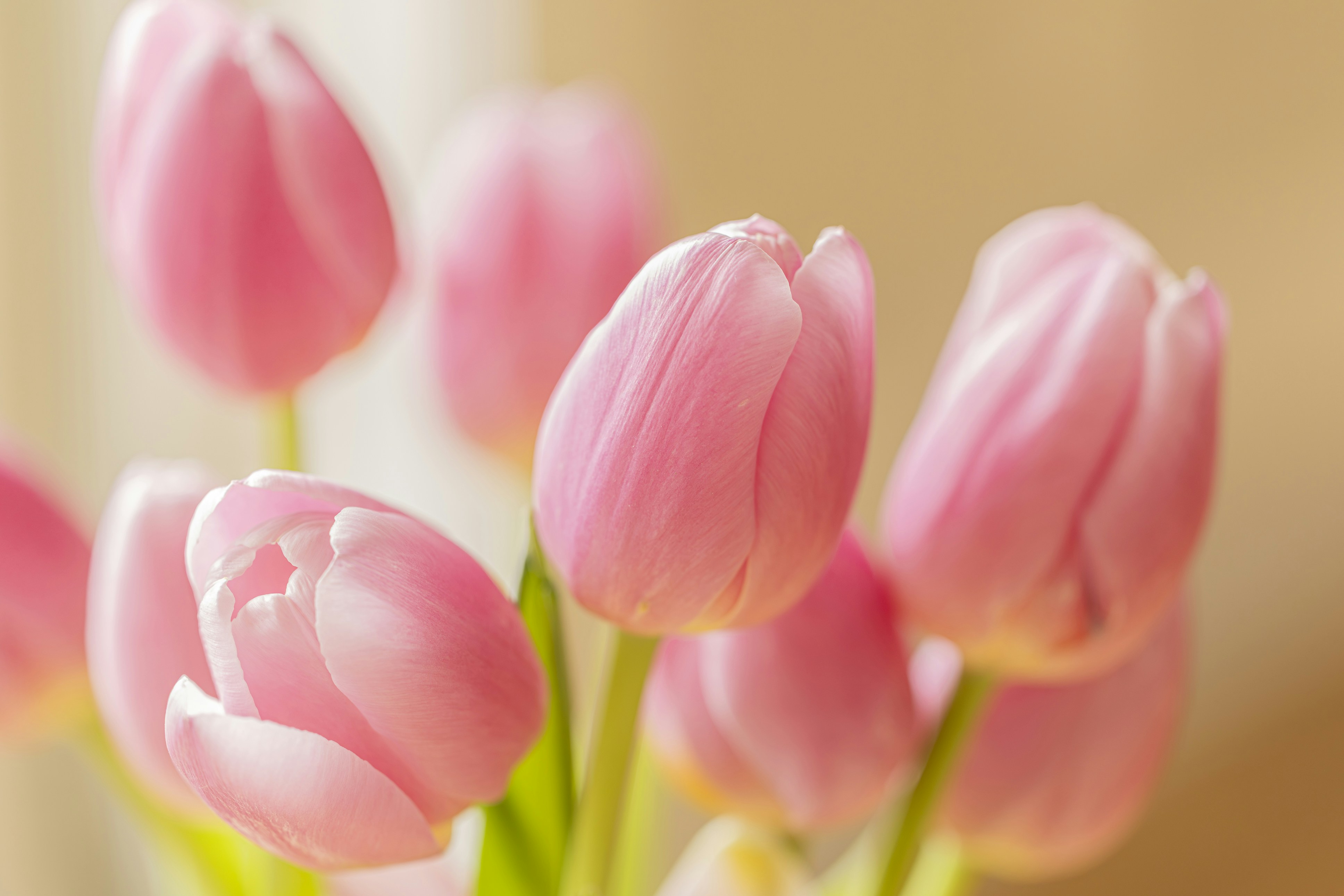 Soft-petal bouquet of pink tulips in warm light