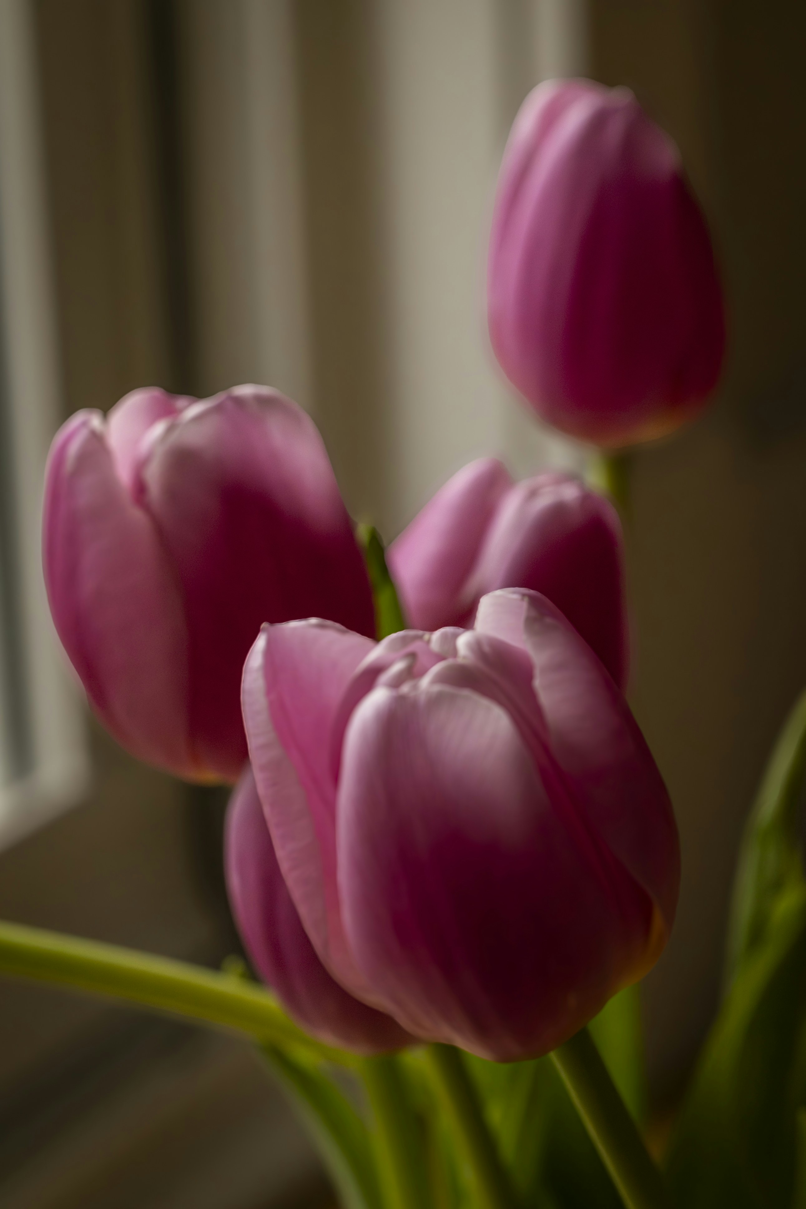 Petals in Focus: A Quiet Wake of Pink Tulips