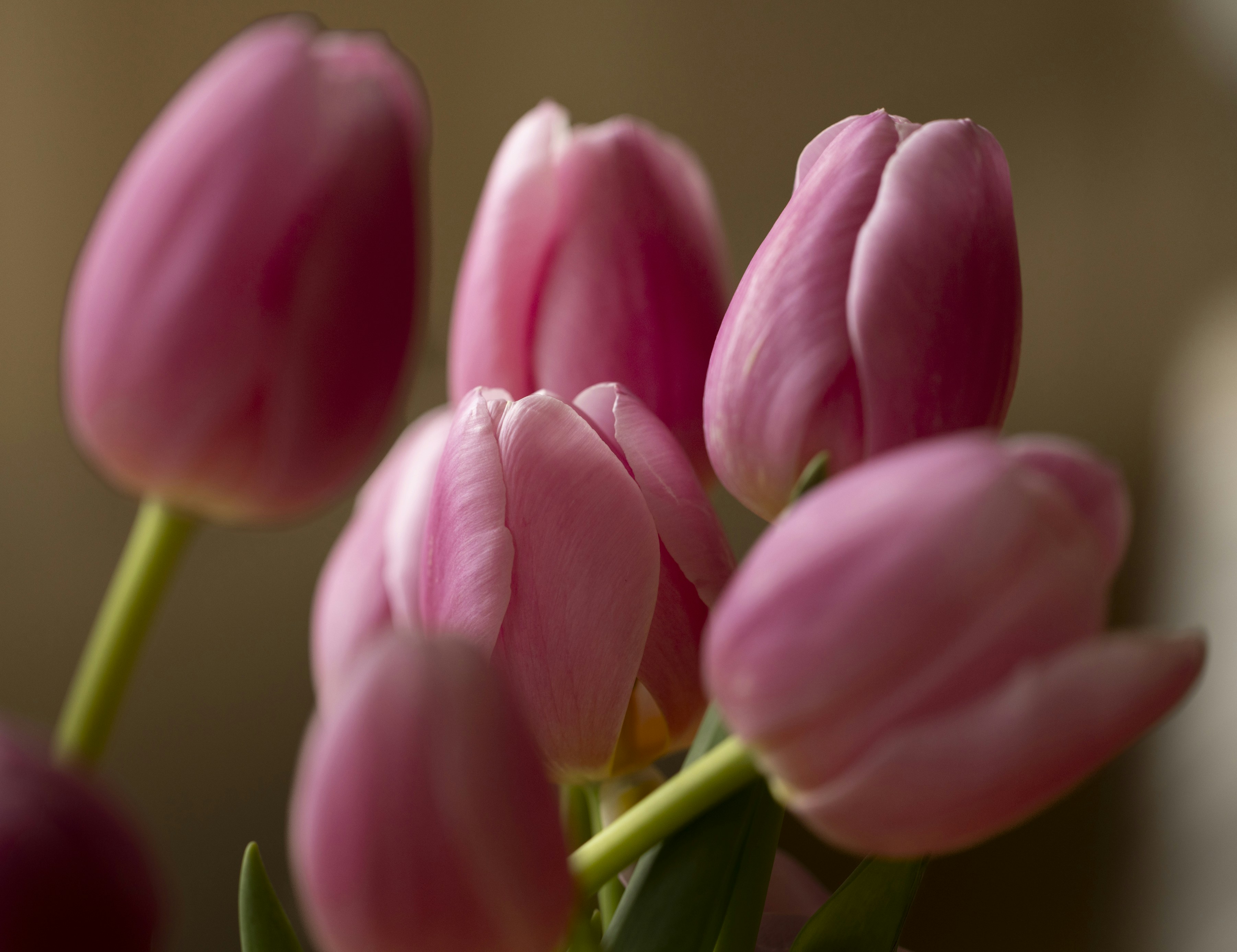 Close-up of Pink Tulips in Soft Focus